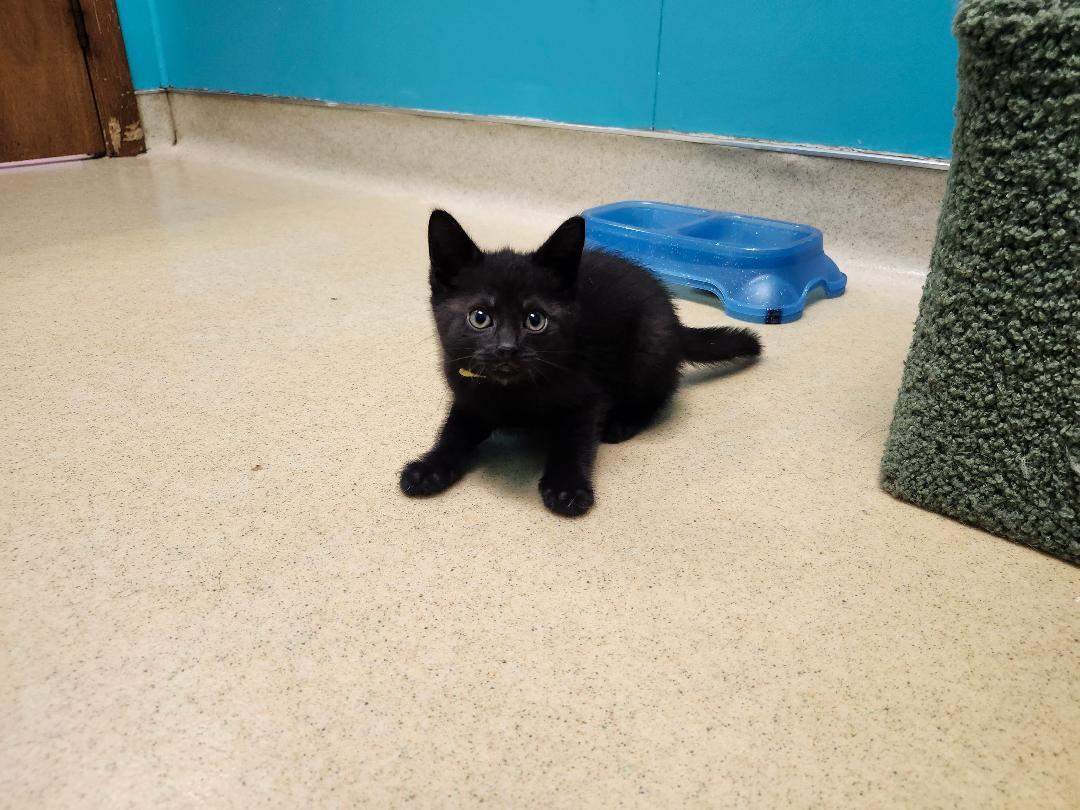 Cat for adoption - Soot, a Domestic Short Hair in Reynoldsburg, OH ...