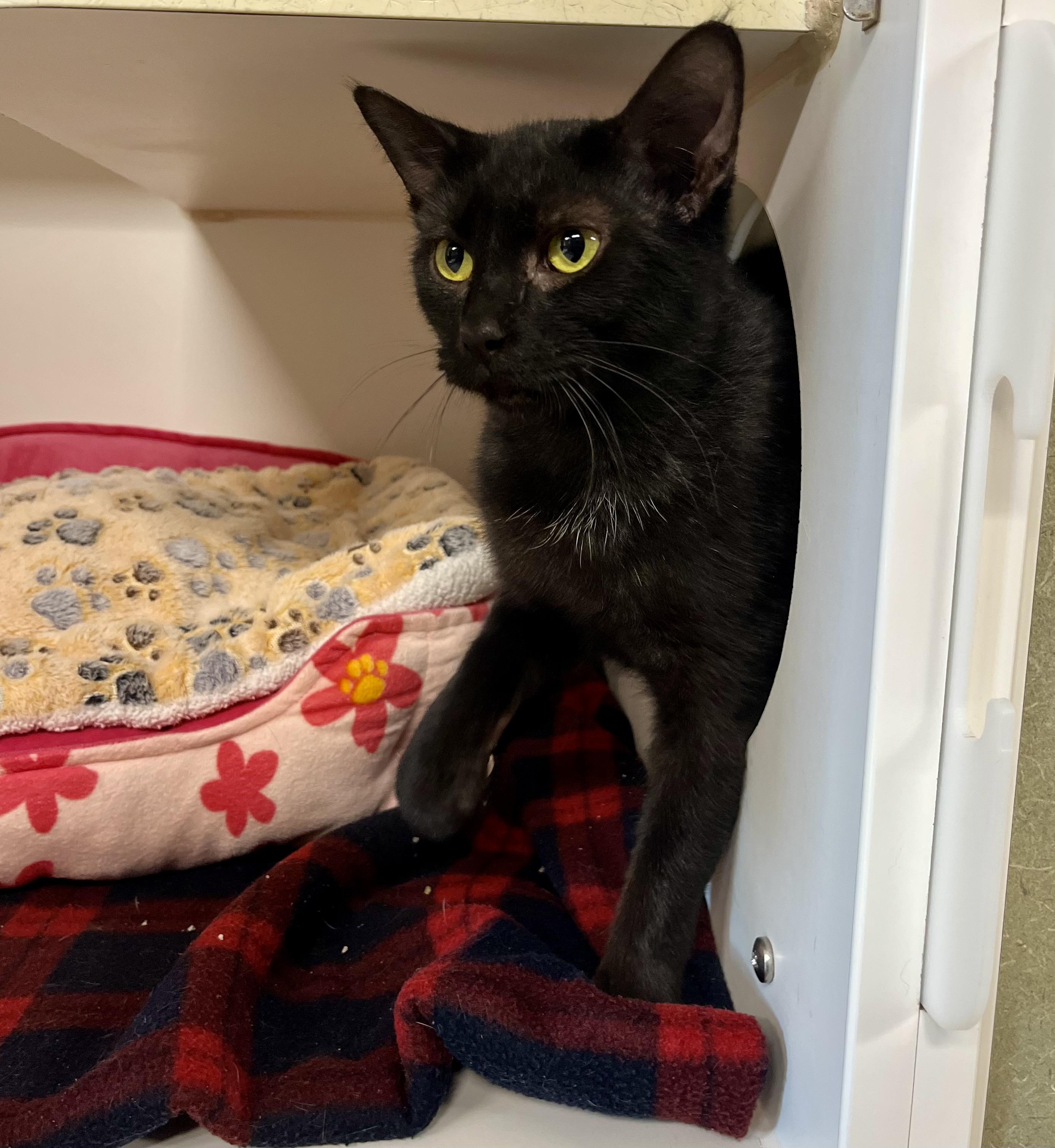 Cat for adoption - Raven, a Domestic Short Hair in Seville, OH | Petfinder