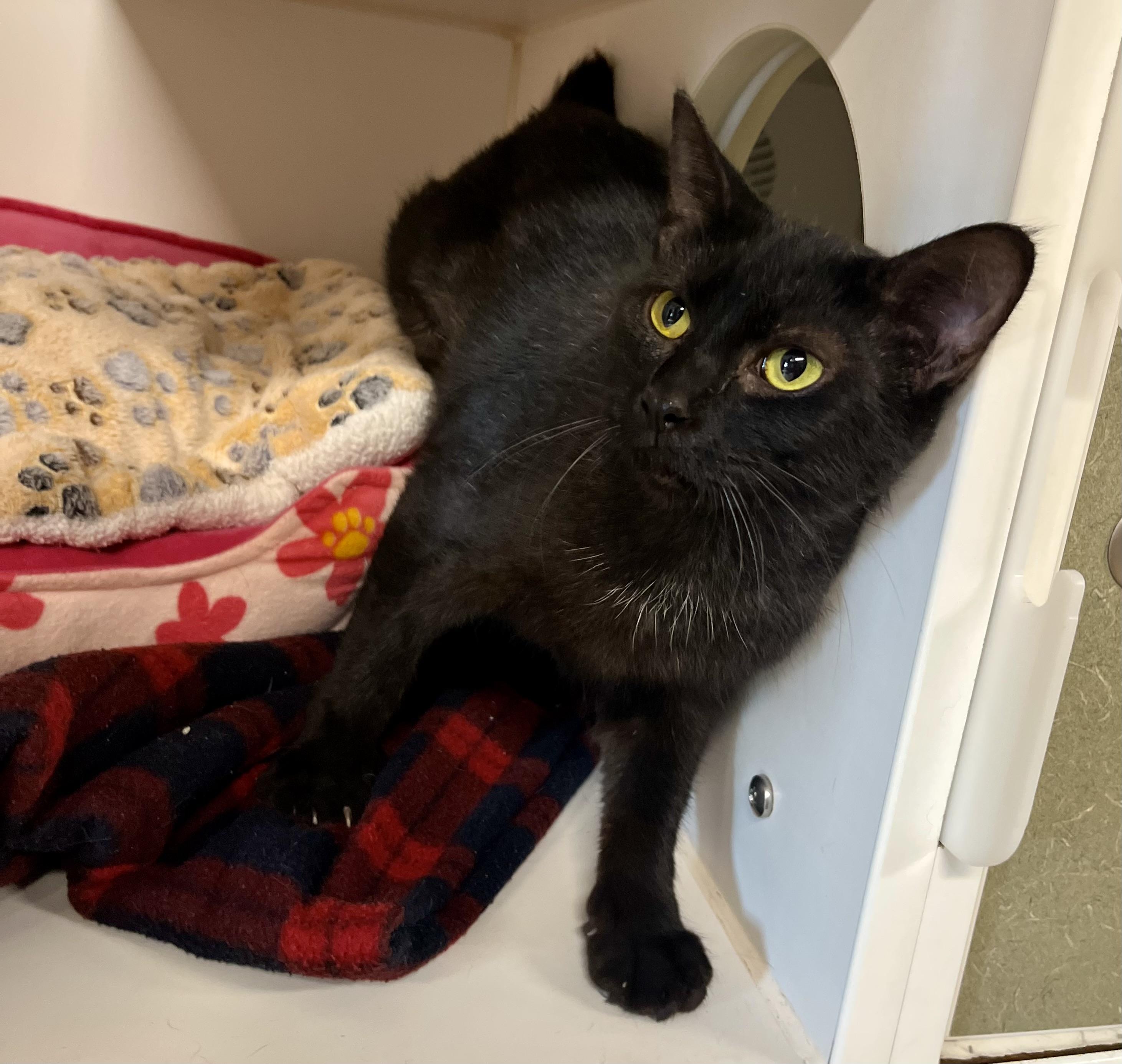 Cat for adoption - Raven, a Domestic Short Hair in Seville, OH | Petfinder