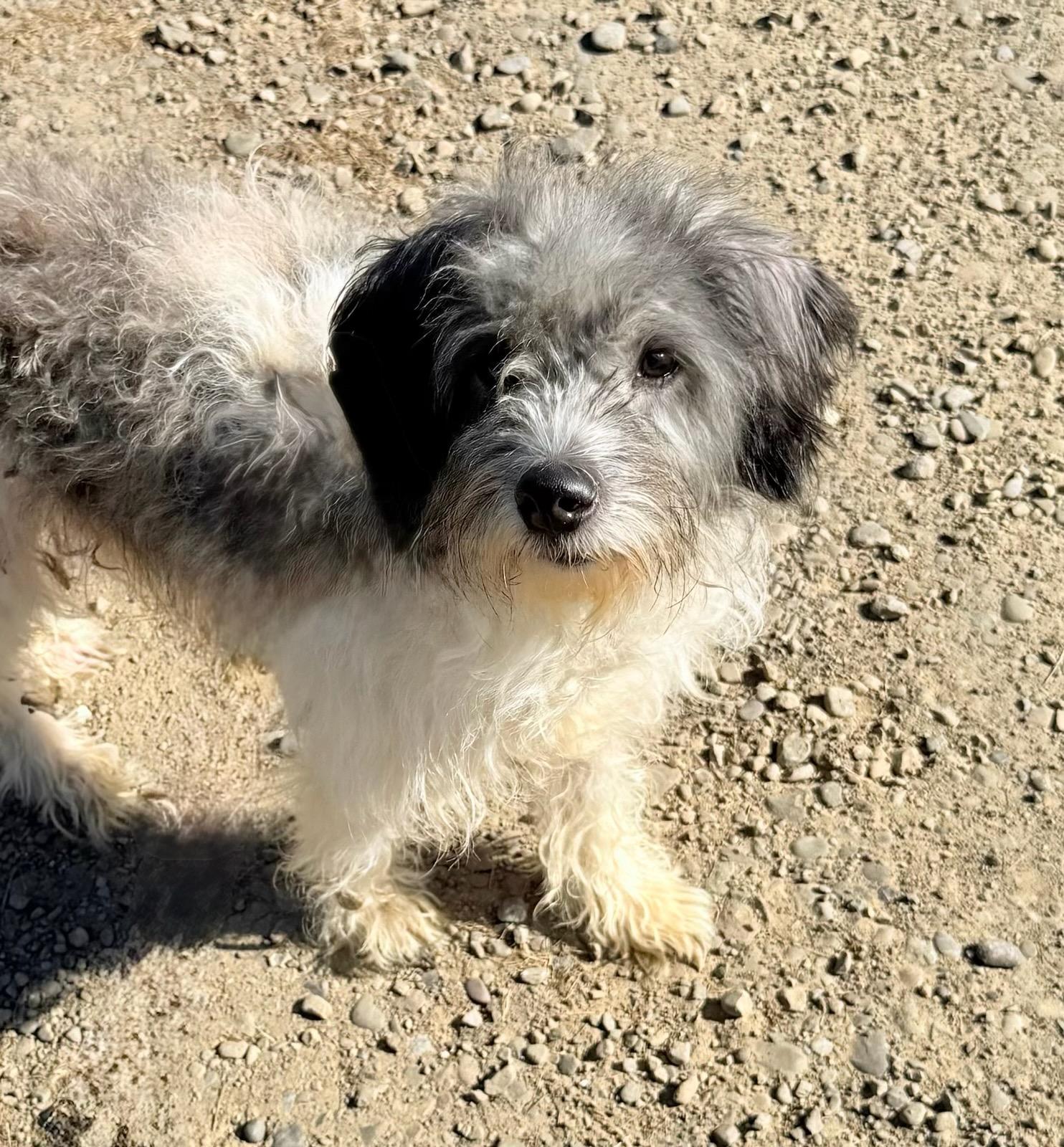 WILBY - Adoptable Pet | Petfinder | Petfinder