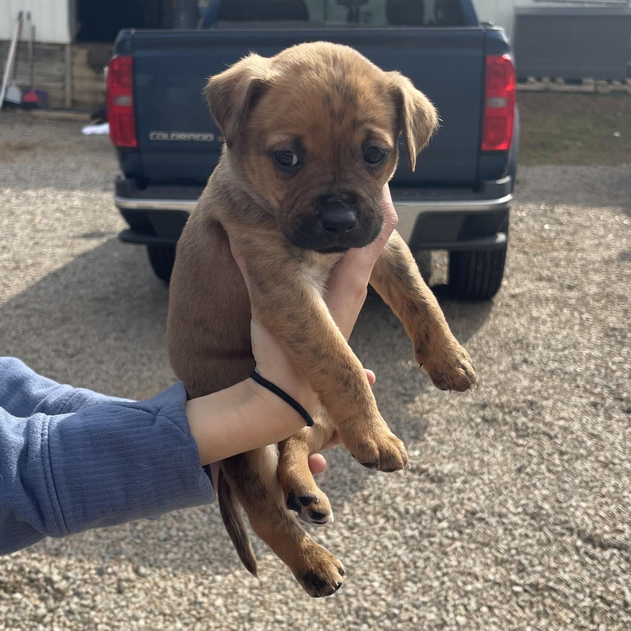 Dog for adoption - Peter Griffin, a Pit Bull Terrier Mix in Milford, CT ...