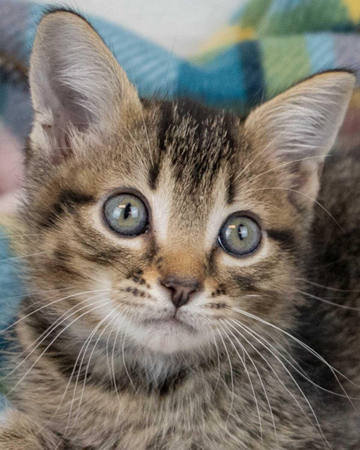 Cat for adoption - Shroom, a Domestic Short Hair & Tabby Mix in ...