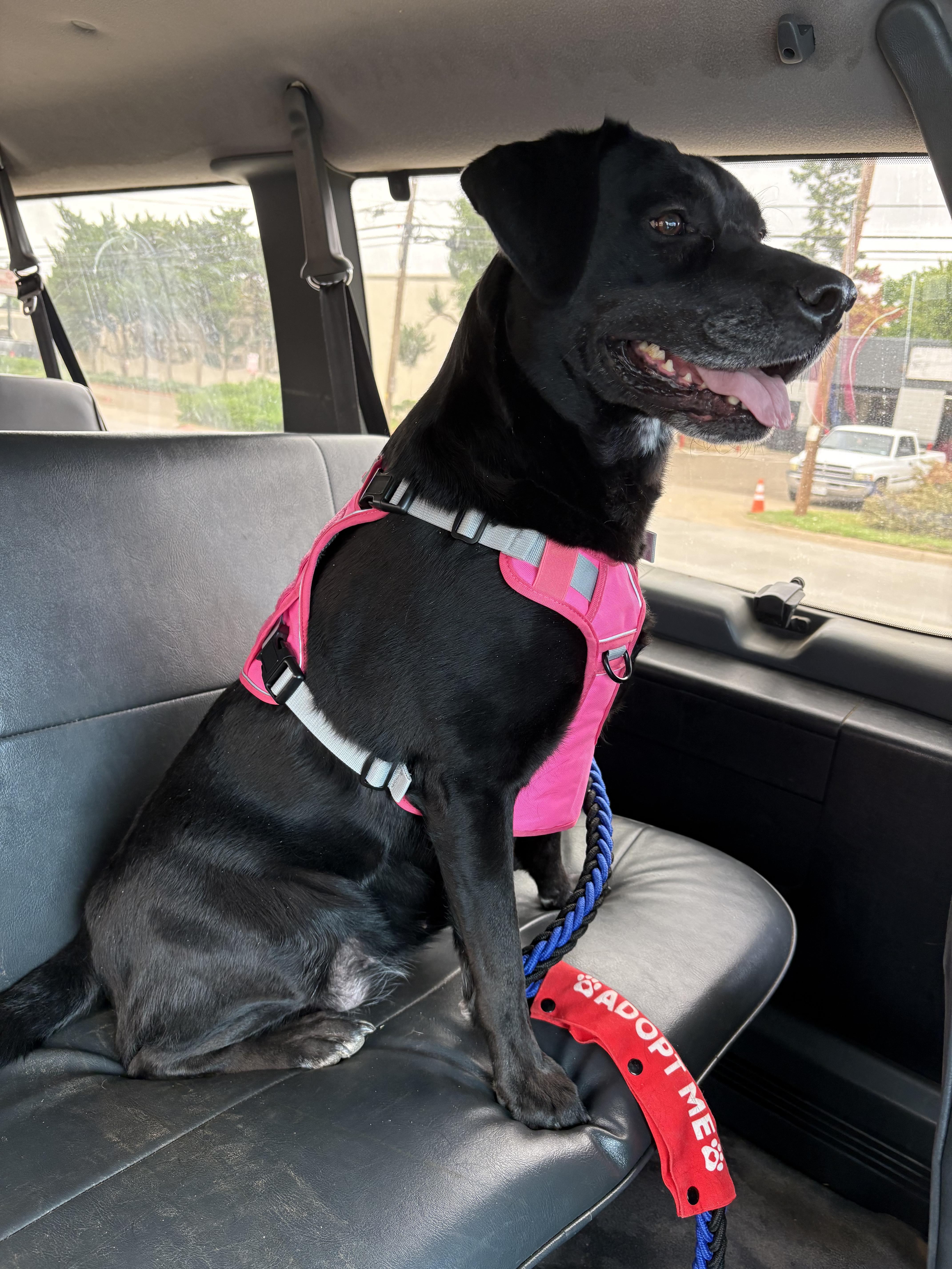 Dog for adoption - Rosa, a Black Labrador Retriever Mix in St Louis, MO ...