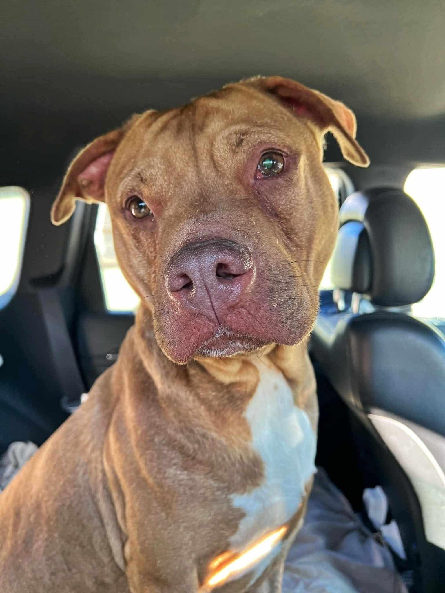 Dog for adoption - Toad, an American Staffordshire Terrier & Pit Bull ...