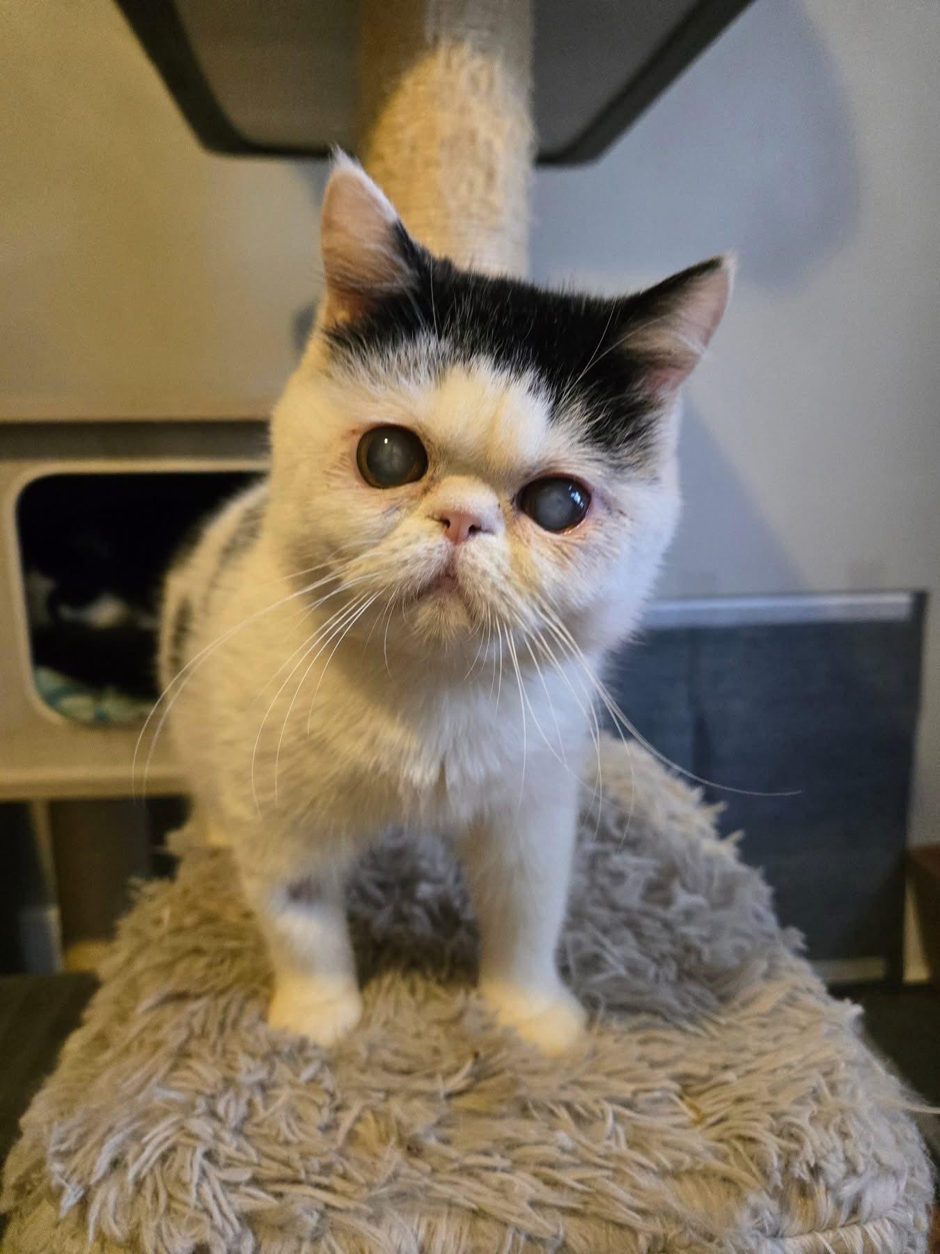Cat for adoption - Agatha (aka Aggie), an Exotic Shorthair in ...