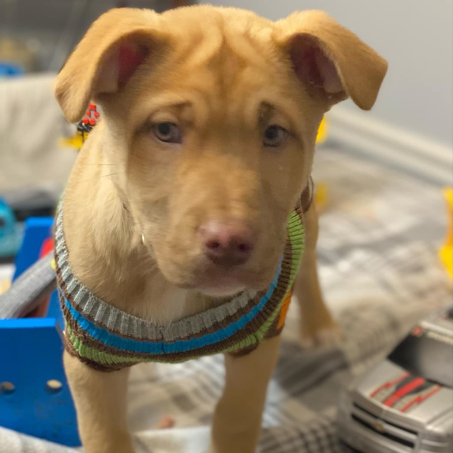 Dog for adoption - Koji, a Shar-Pei & Chihuahua Mix in Richmond, KY ...