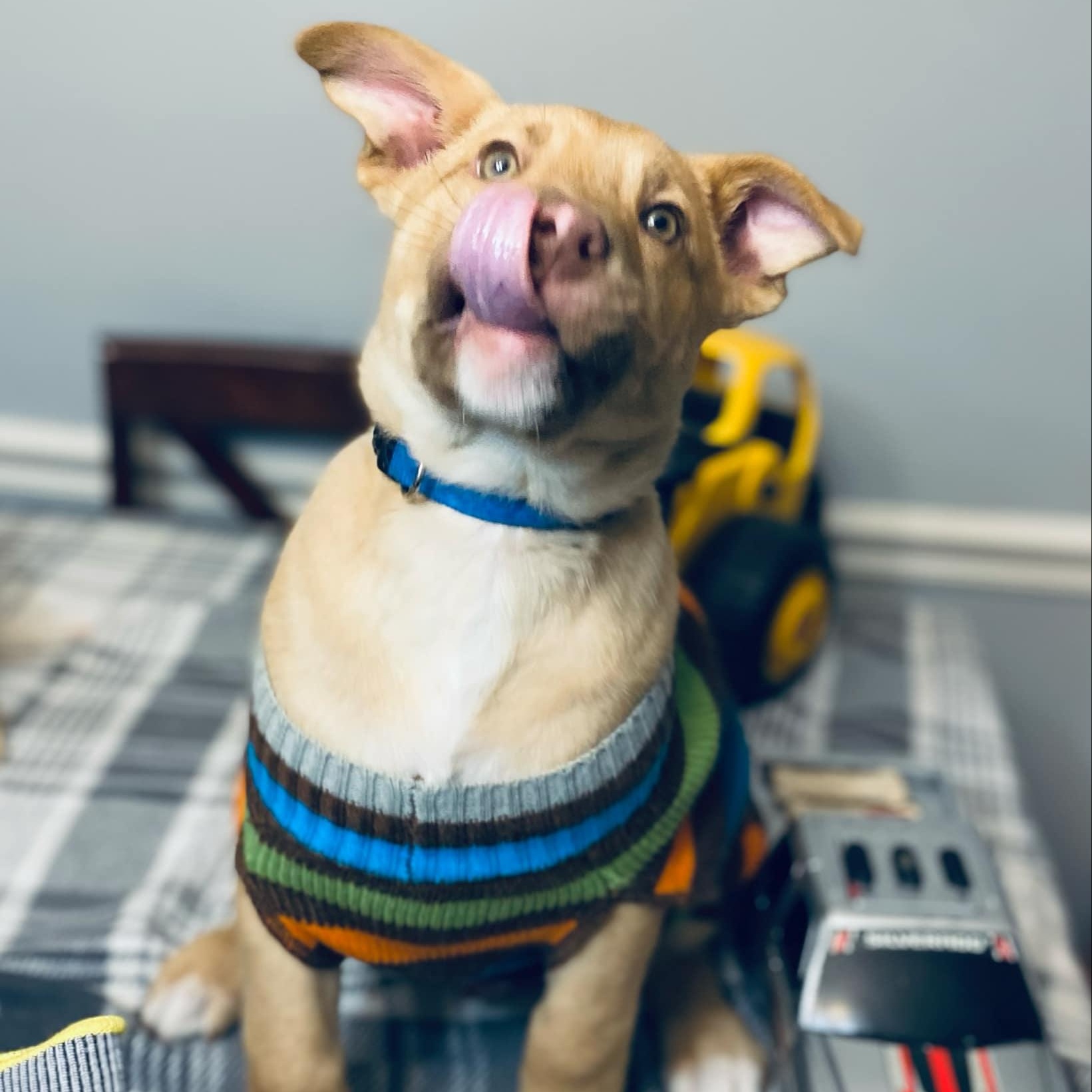 Dog for adoption - Koji, a Shar-Pei & Chihuahua Mix in Richmond, KY ...