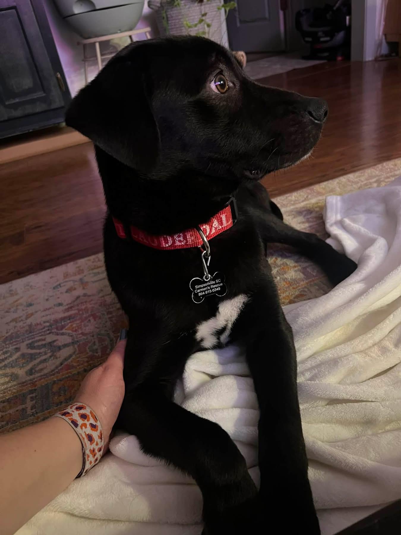 Mario - Adoptable Pet | Petfinder | Petfinder
