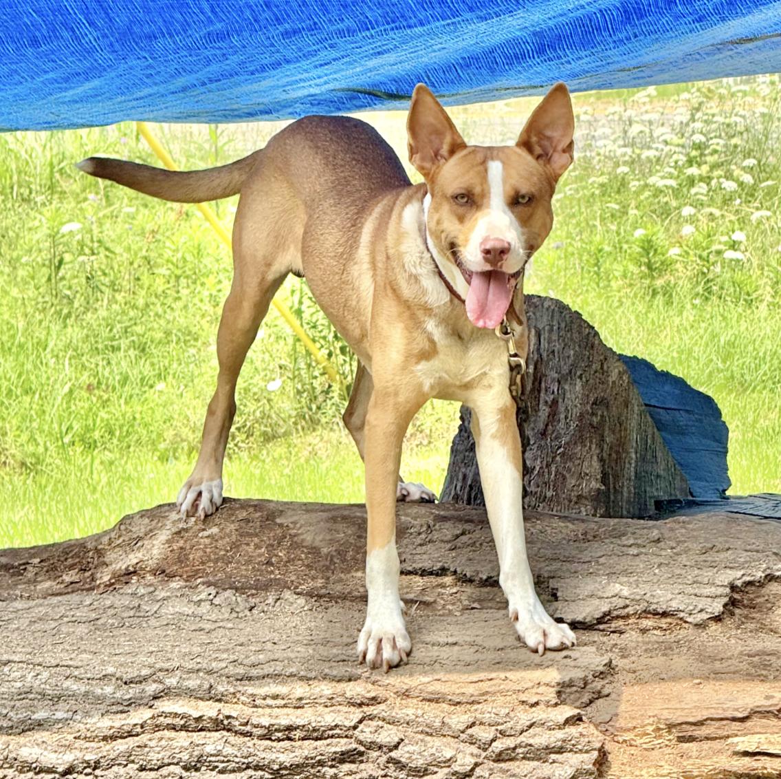 Dog for adoption - Reckless, a Carolina Dog Mix in Scarborough, ME ...