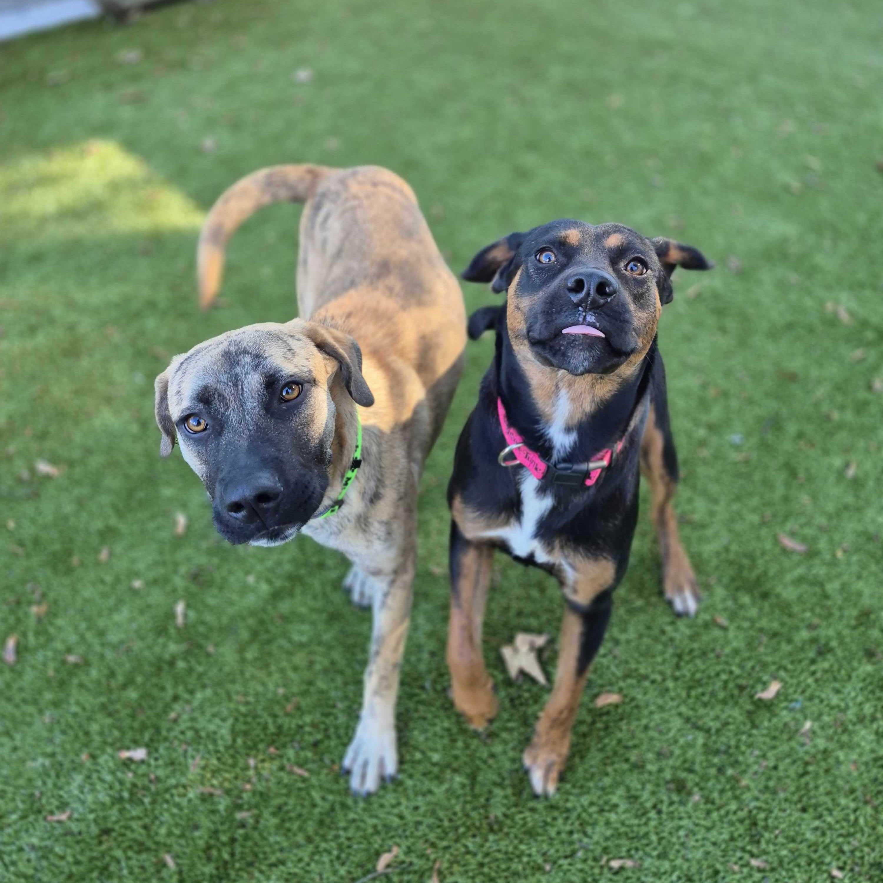 Dog for adoption - Princess, a Bernese Mountain Dog Mix in New Bedford ...