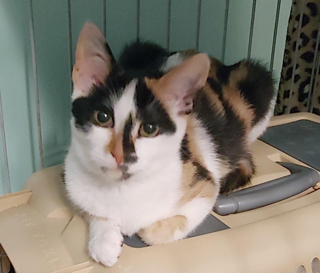 Cat for adoption - Reece, a Domestic Short Hair & Calico Mix in Warwick ...