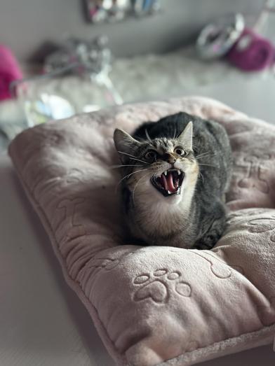 Cat for adoption - Kiley, a Domestic Short Hair in CHEEKTOWAGA, NY ...