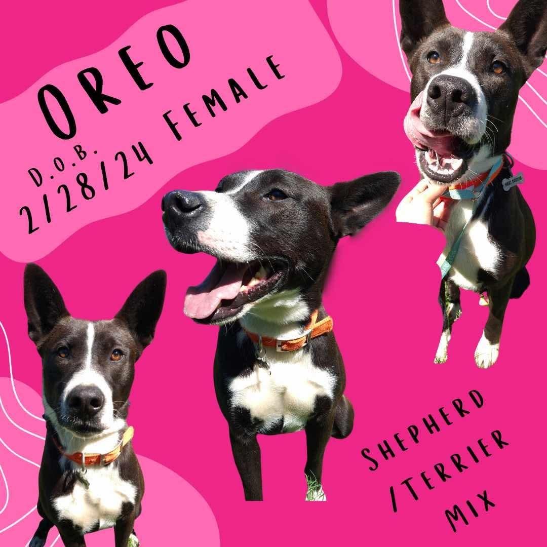 Dog for adoption - Oreo, a Shepherd & Terrier Mix in Hudson, OH | Petfinder