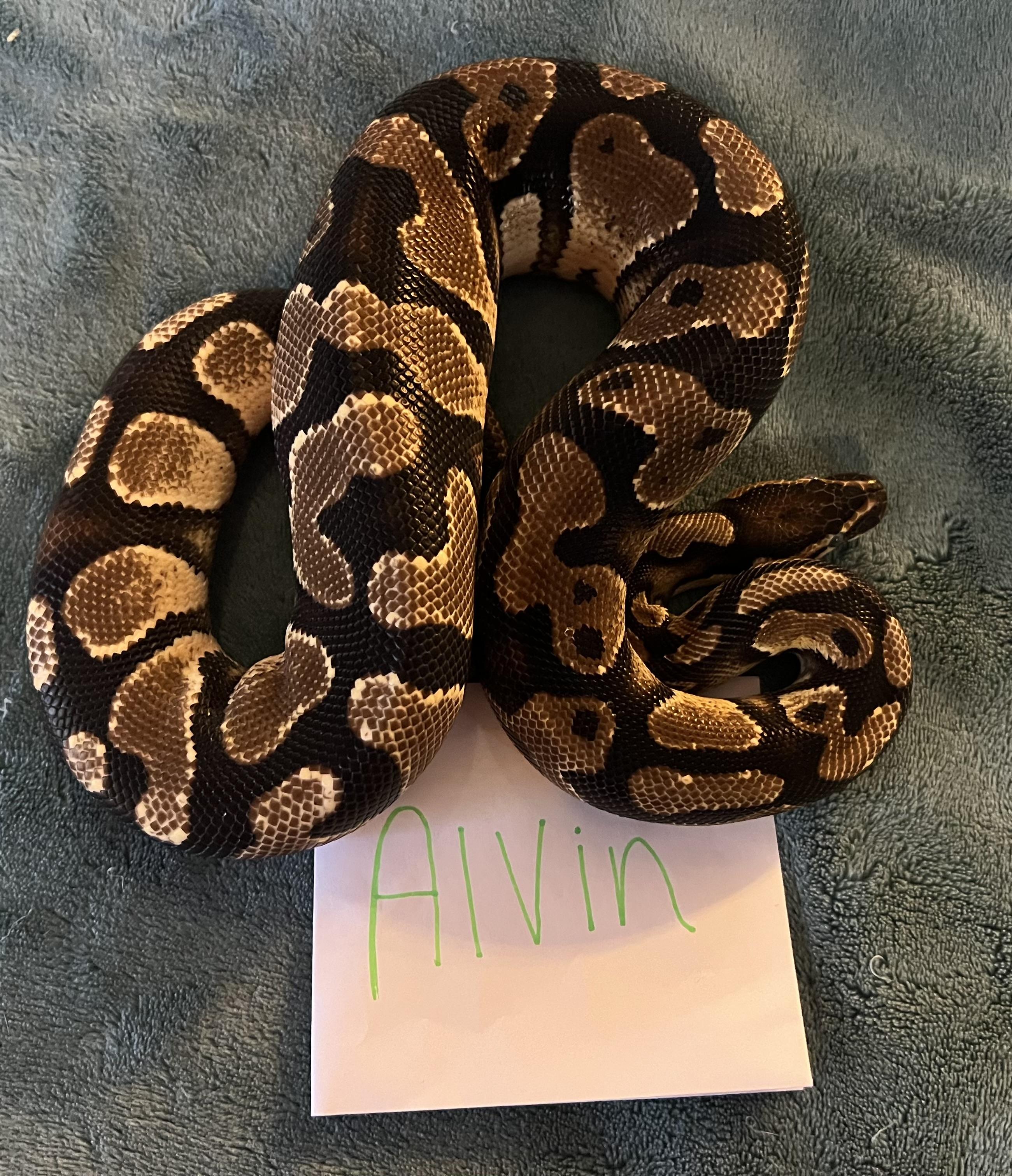 Snake for adoption - Alvin, a Ball Python in Tacoma, WA | Petfinder