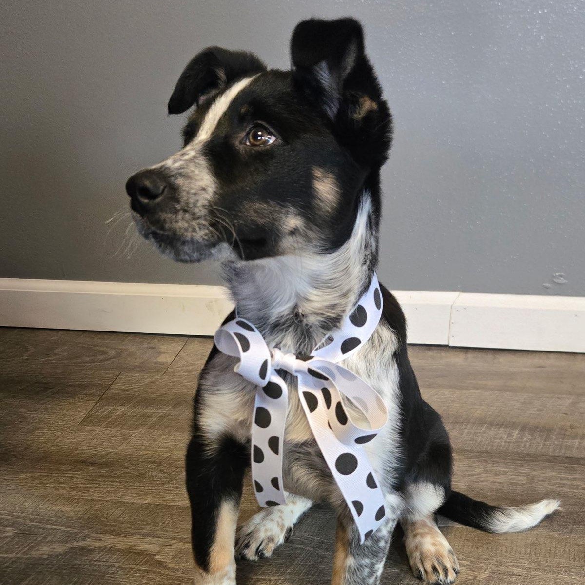 Stella - Adoptable Pet | Petfinder | Petfinder