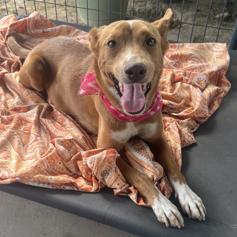 Dog for adoption - Turkey, a Cattle Dog Mix in Boise, ID | Petfinder