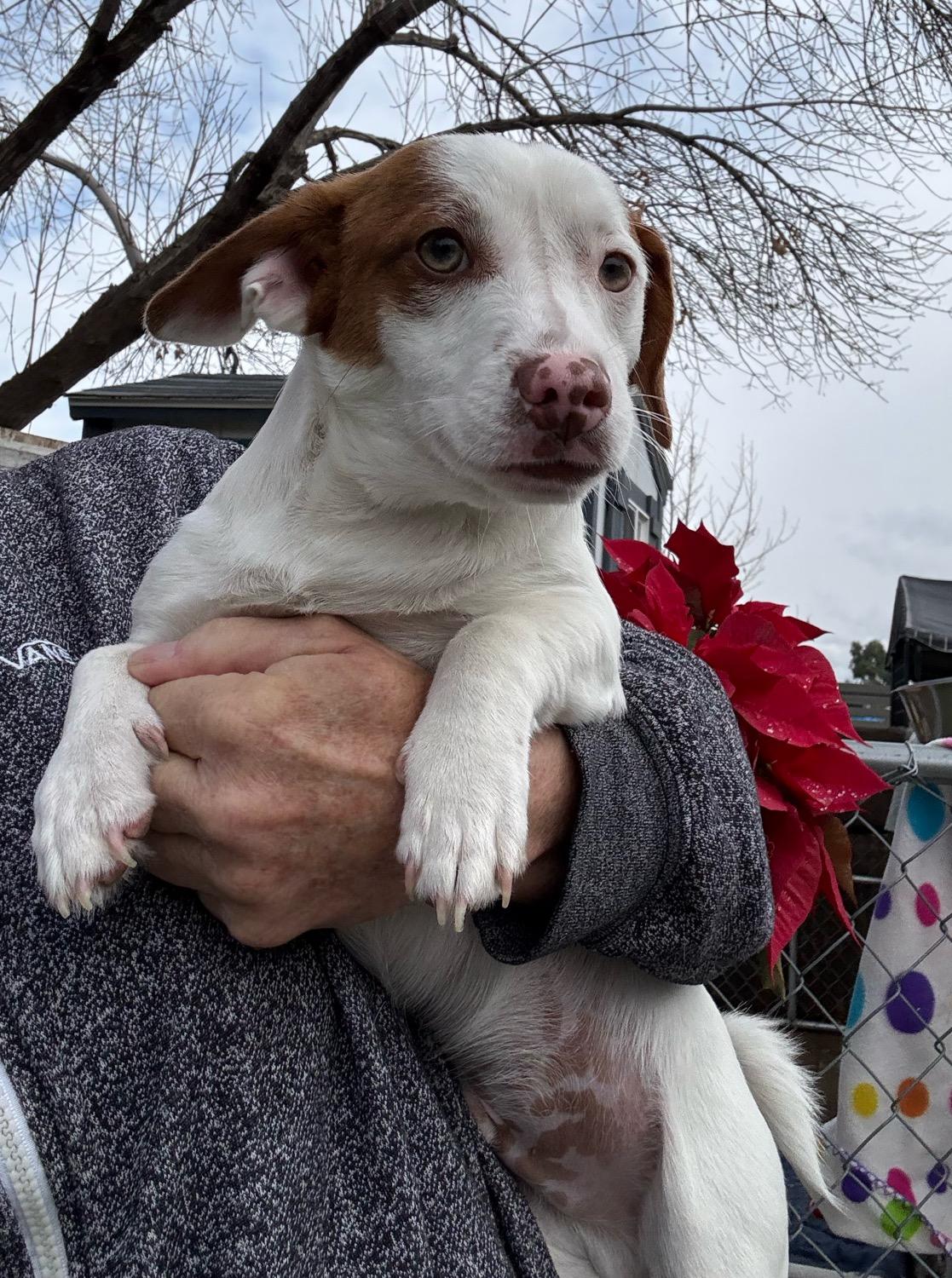 Dog for adoption - Simba, a Jack Russell Terrier Mix in Temecula, CA ...