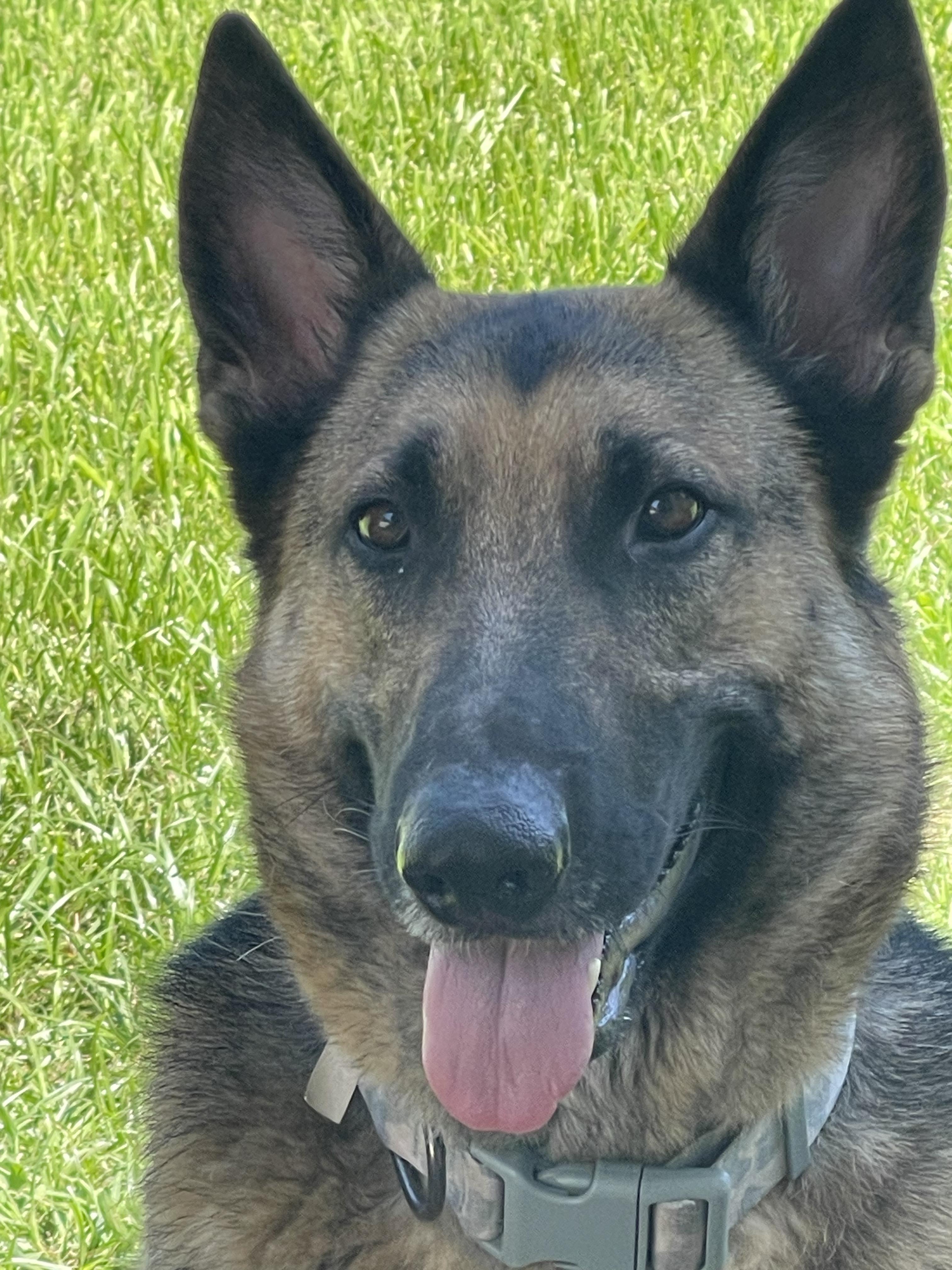 Dog for adoption - Dory, a German Shepherd Dog in DENVER, CO | Petfinder