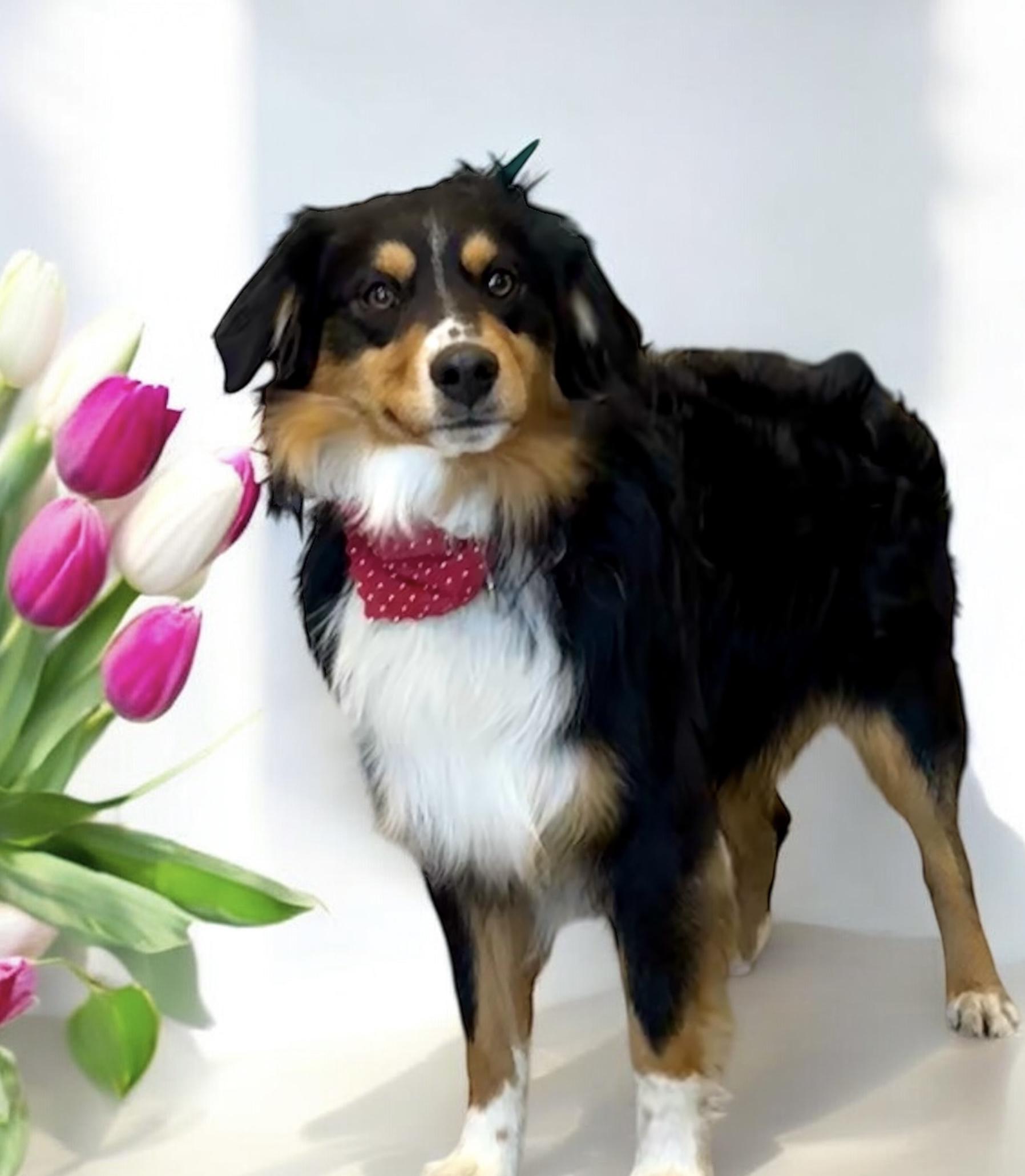 Dog for adoption - Zander, an Australian Shepherd in Perry, IA | Petfinder