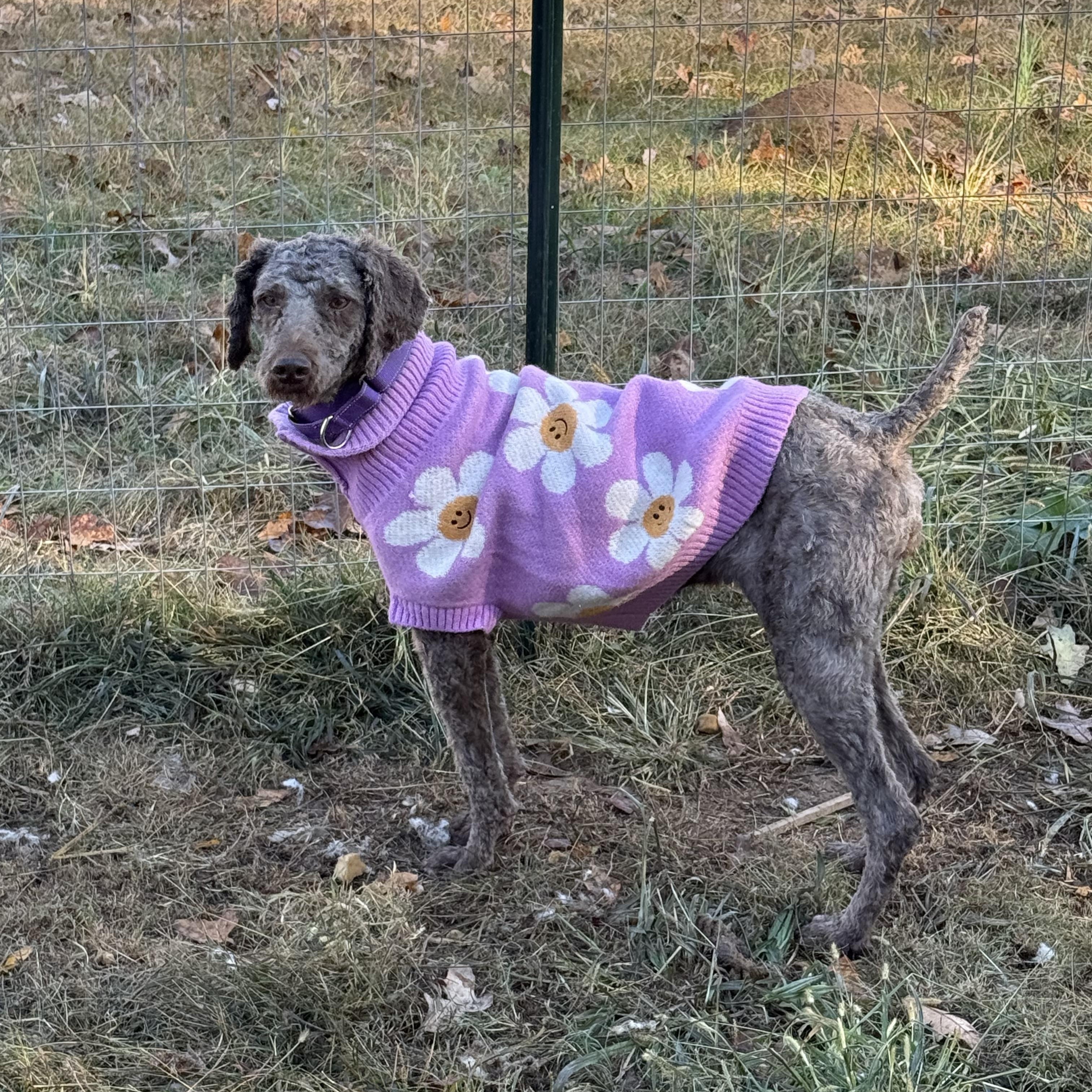 Dog for adoption - Wynter, a Goldendoodle in Myrtle, MS | Petfinder