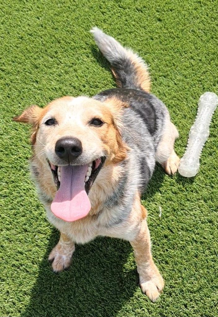 Dog for adoption - Skittle, a Beagle Mix in Frankfort, KY | Petfinder