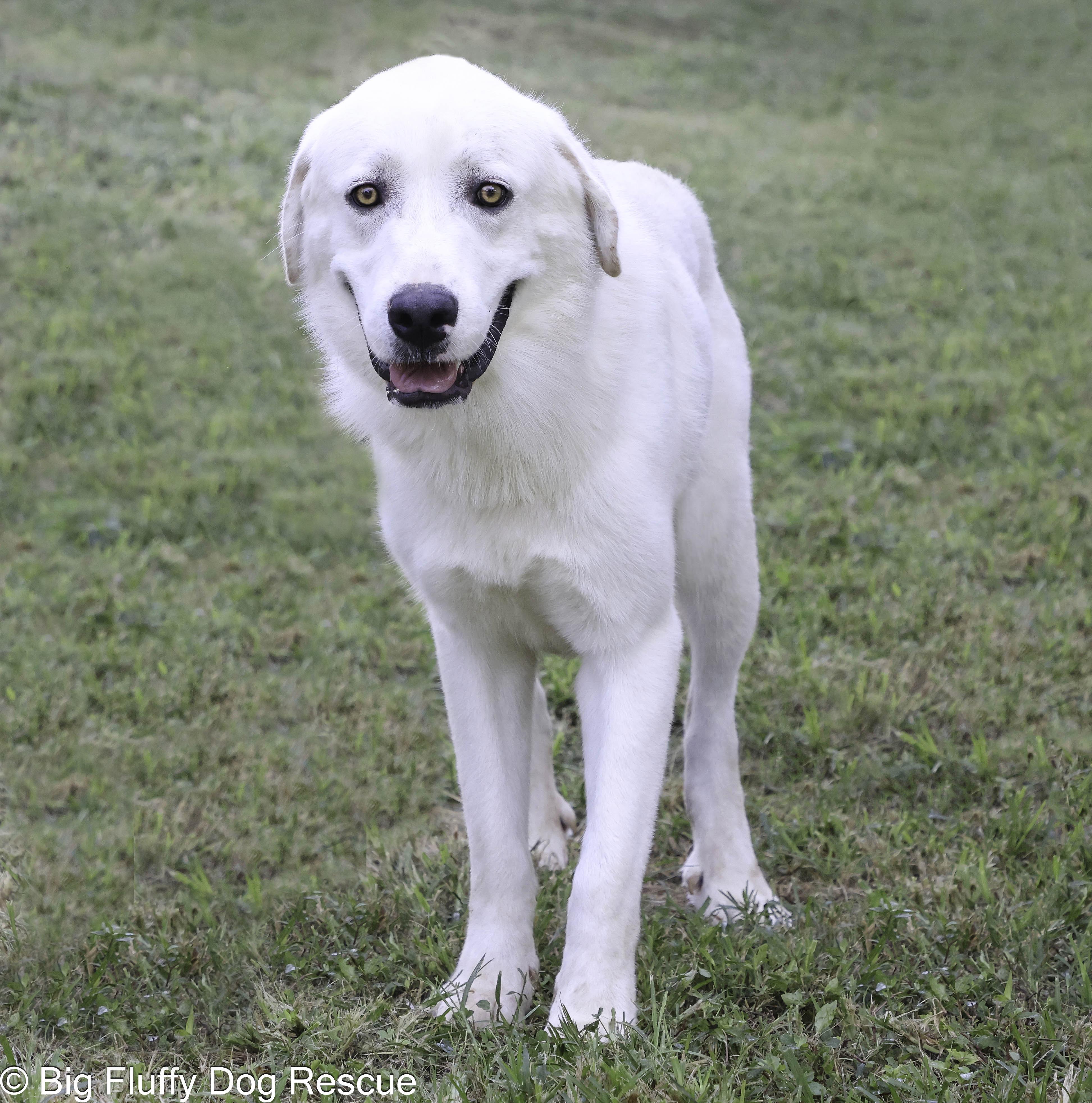 Dog for adoption - Karl, a Great Pyrenees & Labrador Retriever Mix in ...