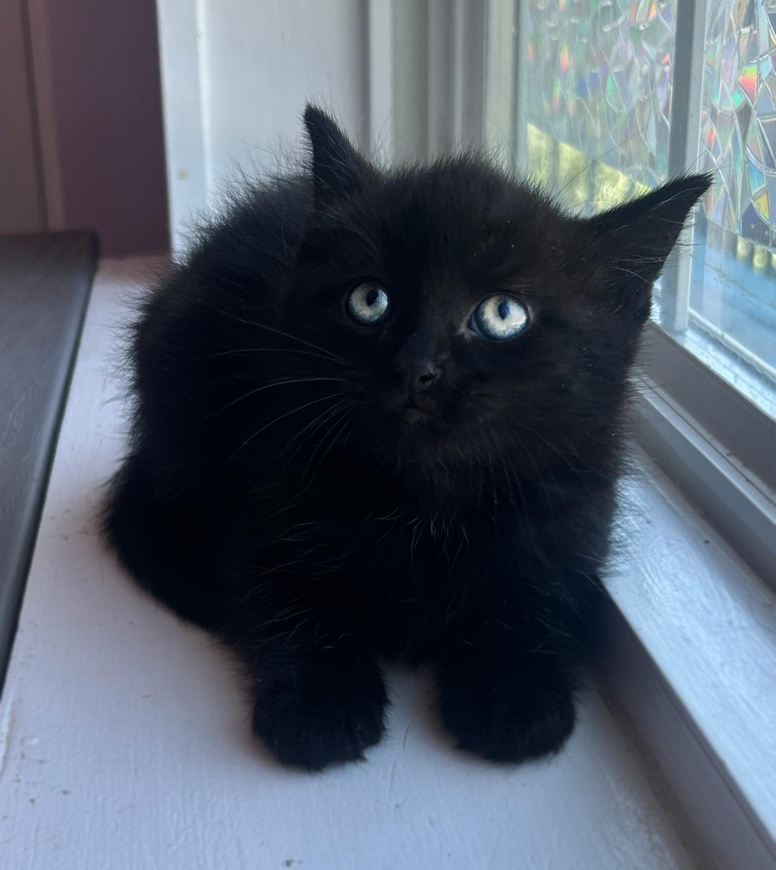 Cat for adoption - Jamie & Roy, a Domestic Medium Hair in Asheville, NC ...