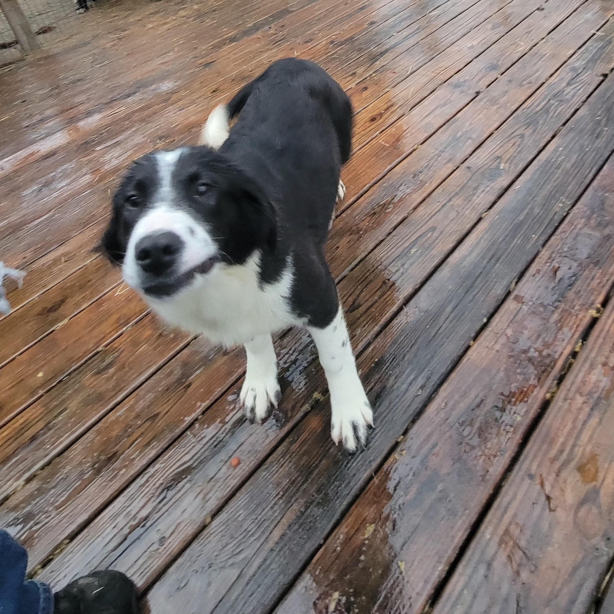 Dog for adoption - DOPEY, a Collie Mix in Chicopee, MA | Petfinder