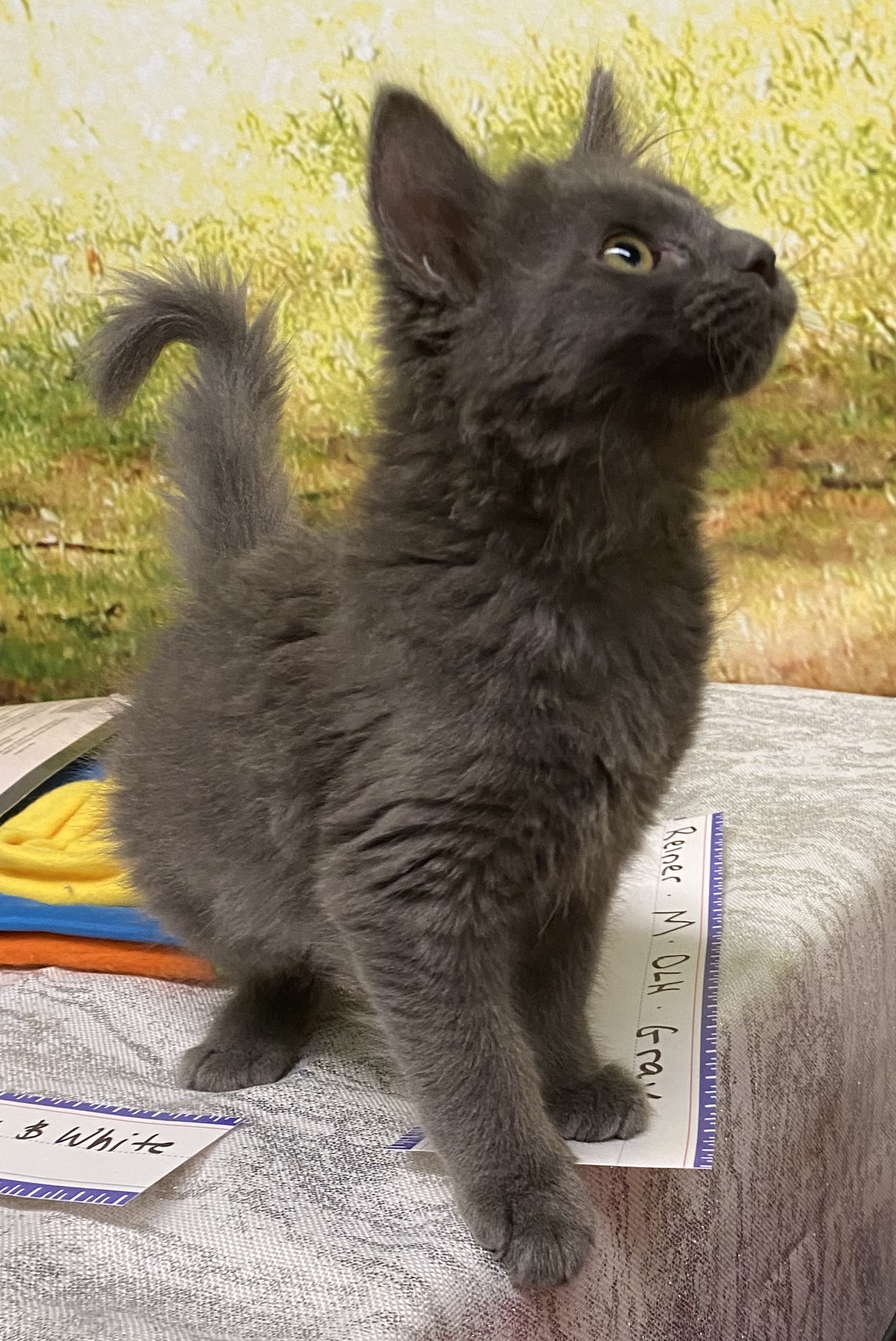 Cat for adoption - Reiner, a Domestic Long Hair in El cerrito, CA ...