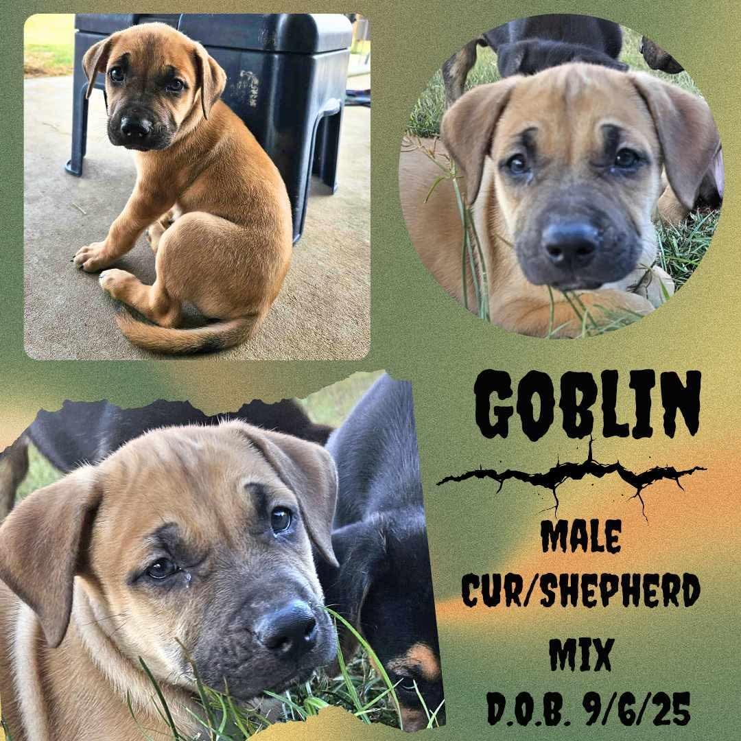 Dog for adoption - Goblin, a Black Mouth Cur & German Shepherd Dog Mix ...