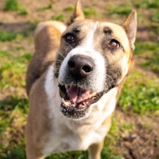 Dog for adoption - Faith, a Labrador Retriever & Husky Mix in Spokane ...