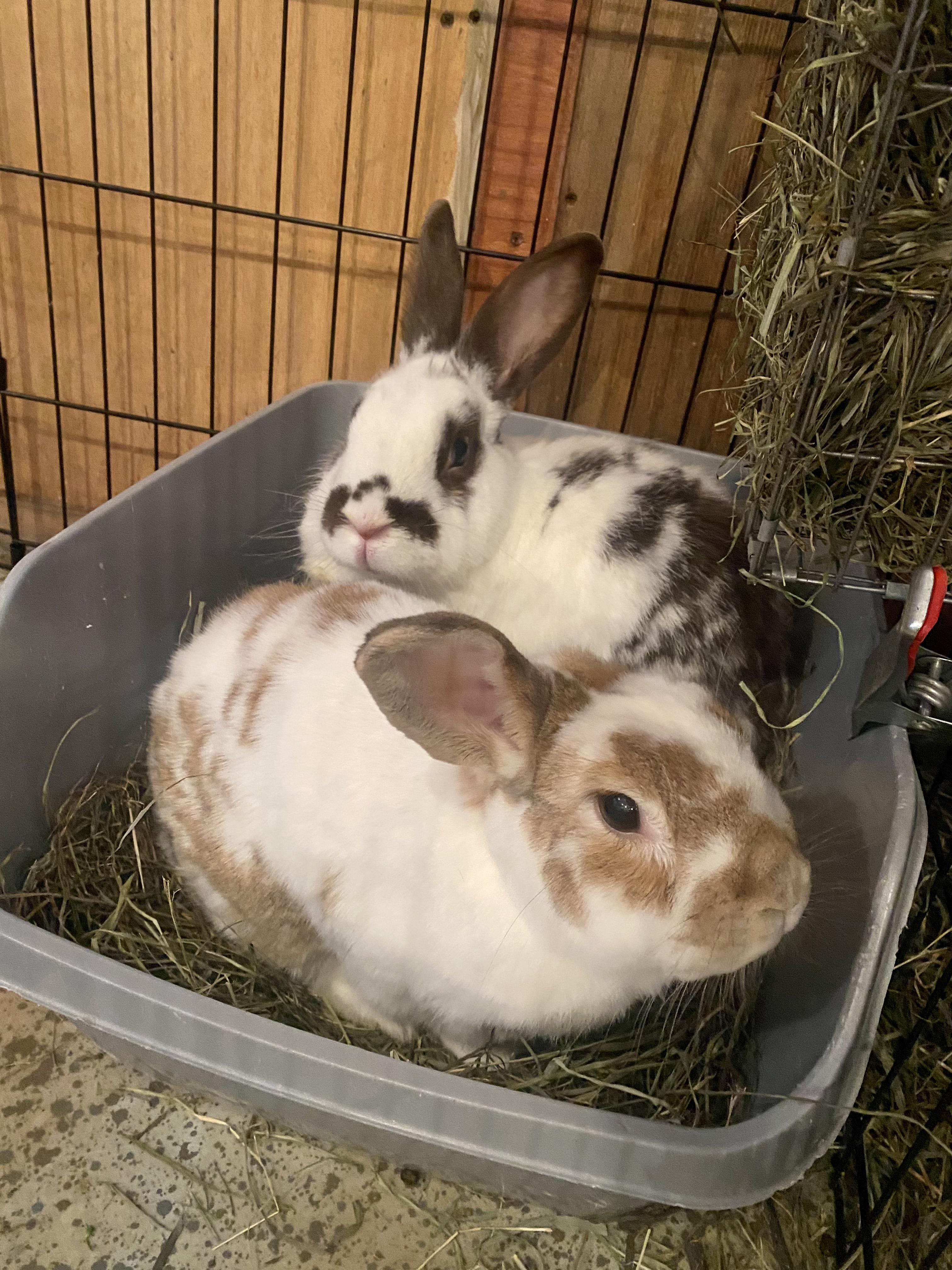 Rabbit for adoption - Snickerdoodle and Gummybear, a Bunny Rabbit in ...