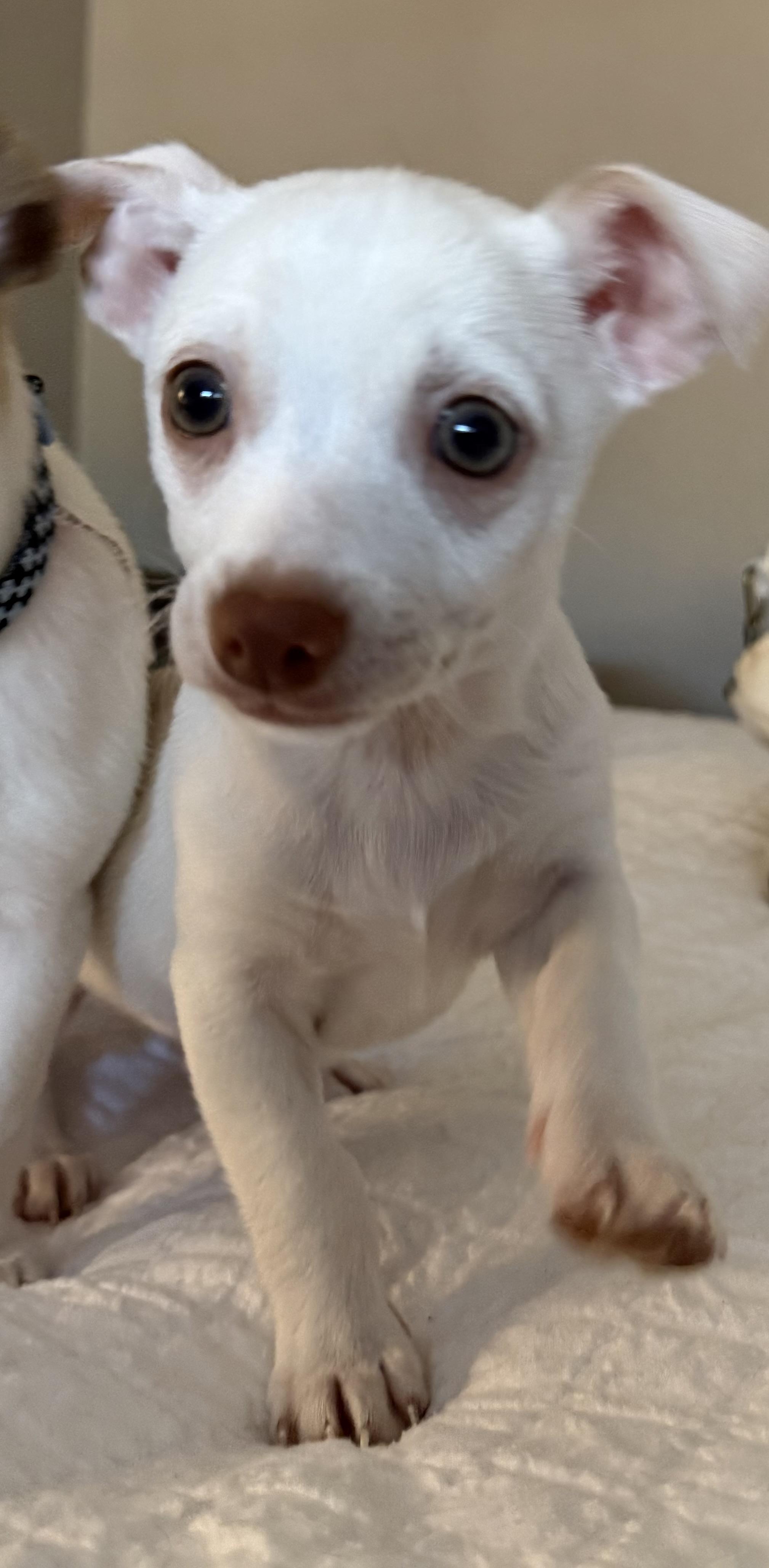 Dog for adoption - Moe, a Chihuahua in Falmouth, MA | Petfinder