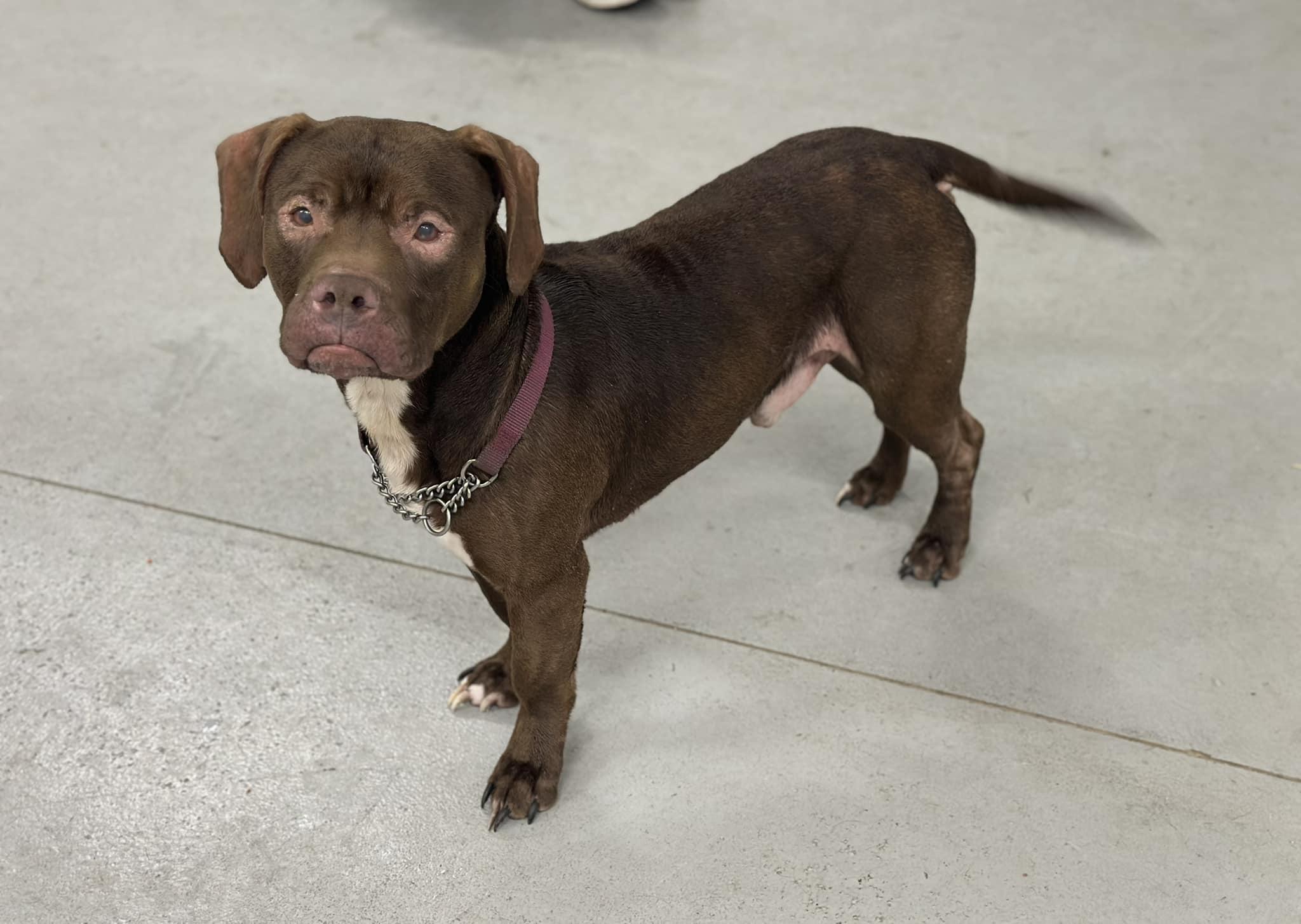 Dog for adoption - Oscar, a Pit Bull Terrier Mix in Shelby, MI | Petfinder