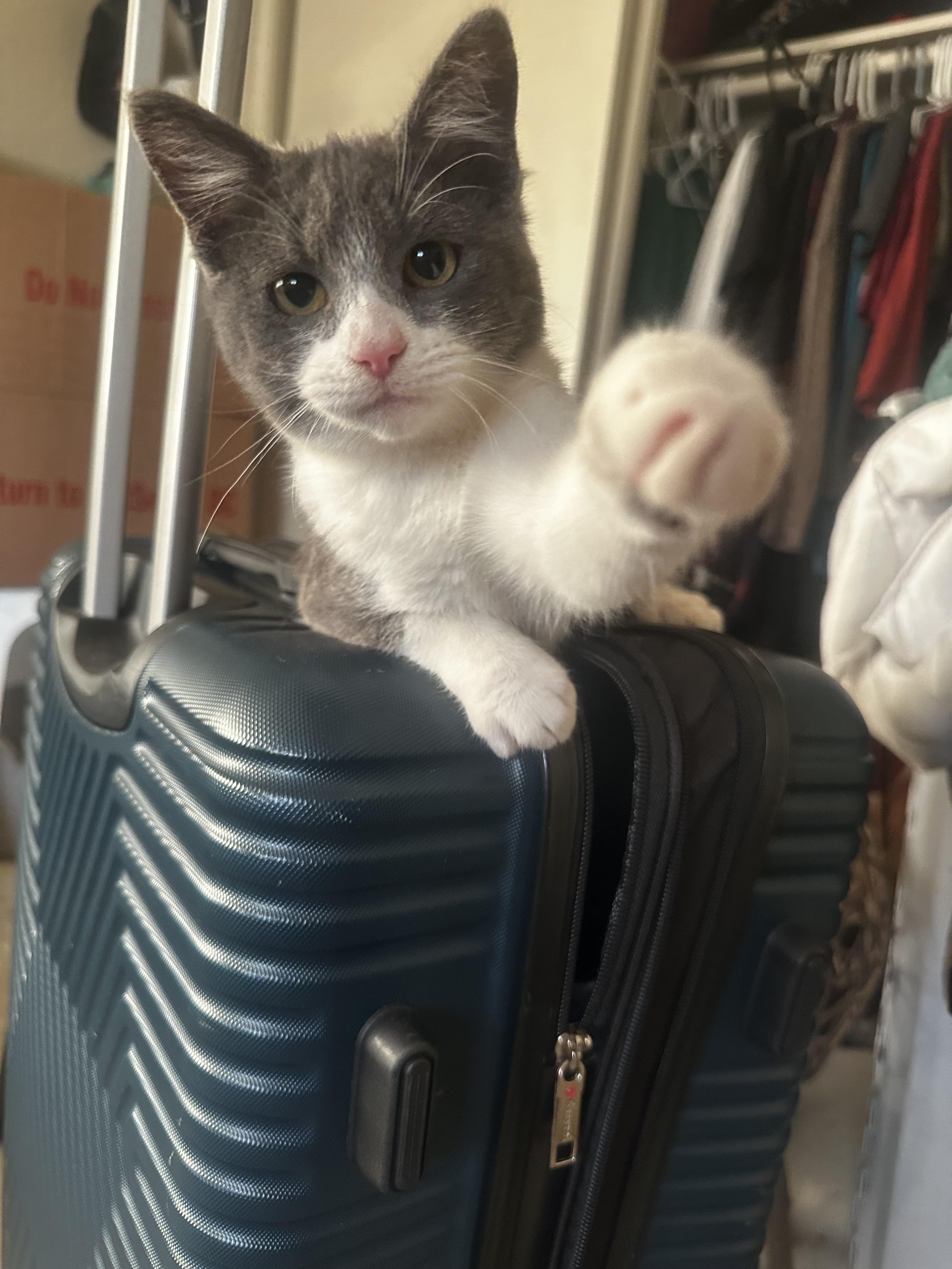 Cat for adoption - Daisy duck, a Domestic Short Hair in Fresno, CA ...