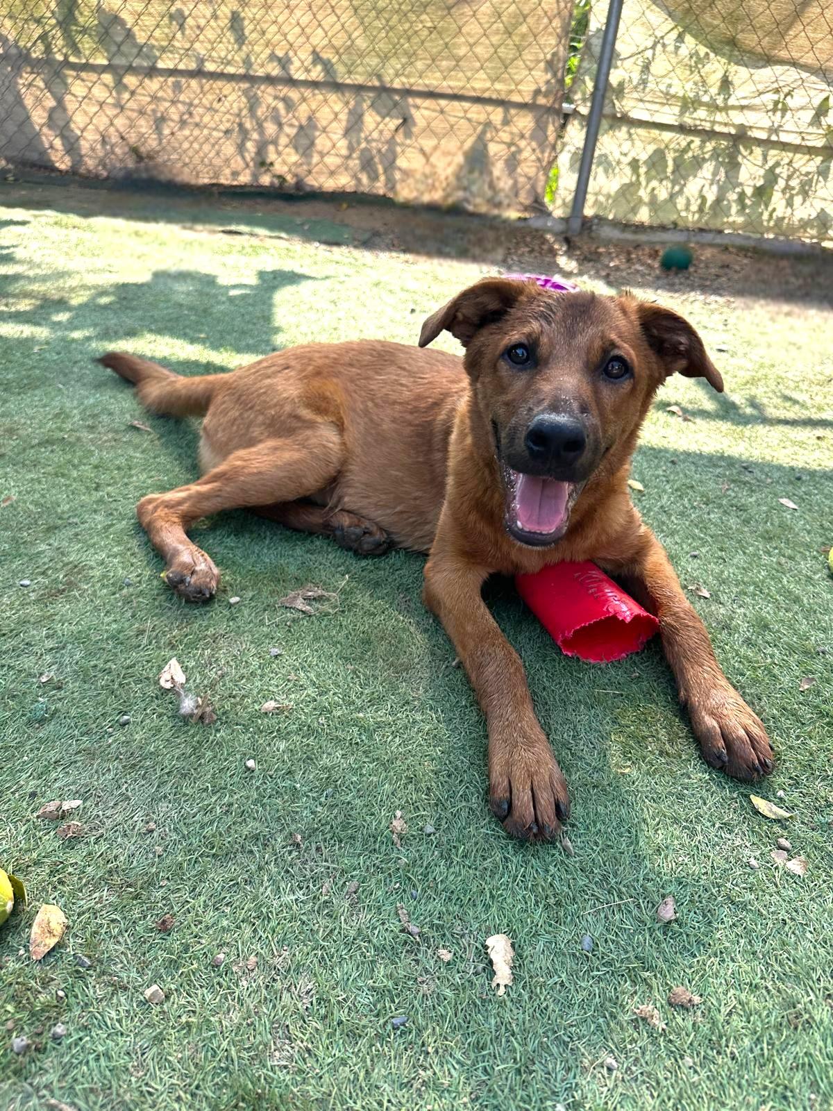 Dog for adoption - Terrón, a Mixed Breed in Victoria, BC | Petfinder
