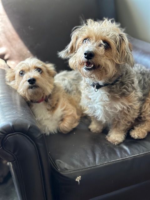 Dog for adoption - Jazz and Wobbles, a Yorkshire Terrier Mix in Hayes ...