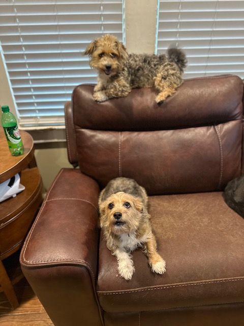 Dog for adoption - Jazz and Wobbles, a Yorkshire Terrier Mix in Hayes ...