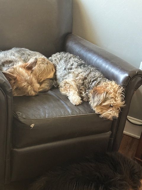 Dog for adoption - Jazz and Wobbles, a Yorkshire Terrier Mix in Hayes ...