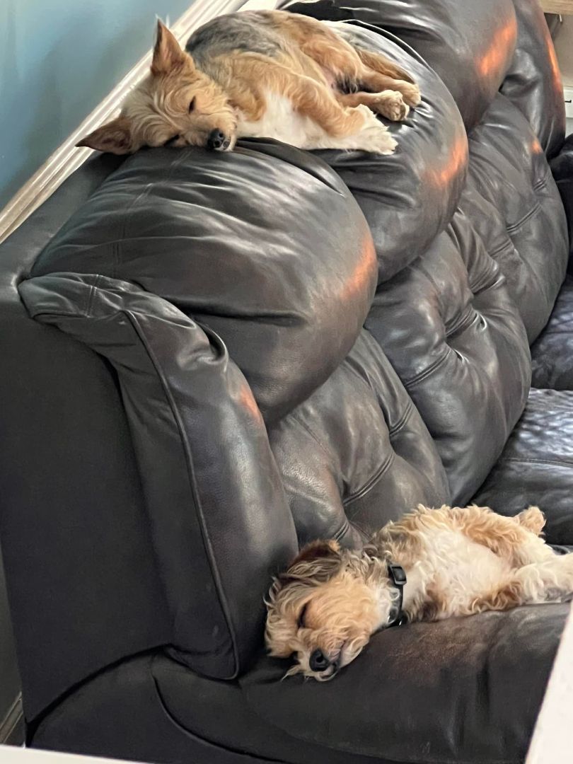 Dog for adoption - Jazz and Wobbles, a Yorkshire Terrier Mix in Hayes ...