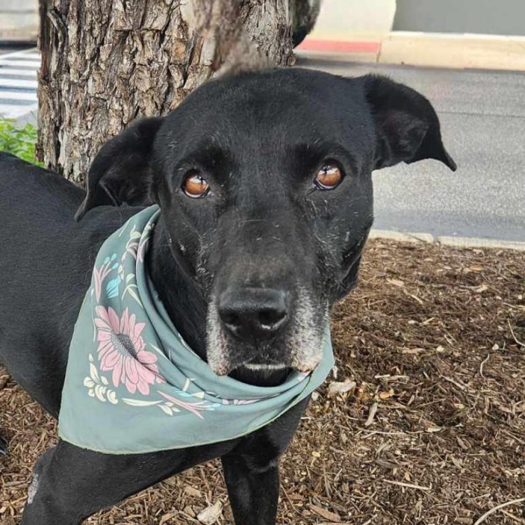 Dog for adoption - Harper JuM, a Black Labrador Retriever Mix in ...