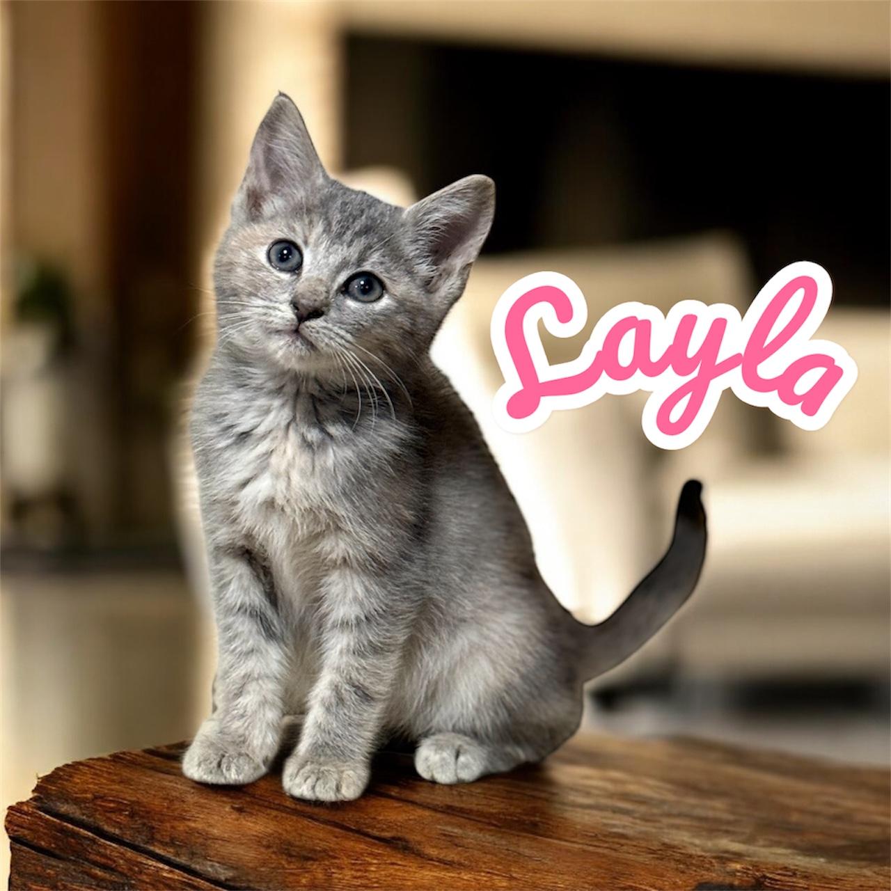 Cat for adoption - Layla, a Domestic Short Hair in Pawleys Island, SC ...