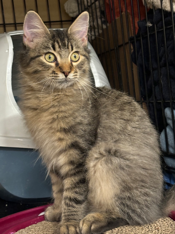 Cat for adoption - Snickers, a Domestic Medium Hair in Paramus, NJ ...