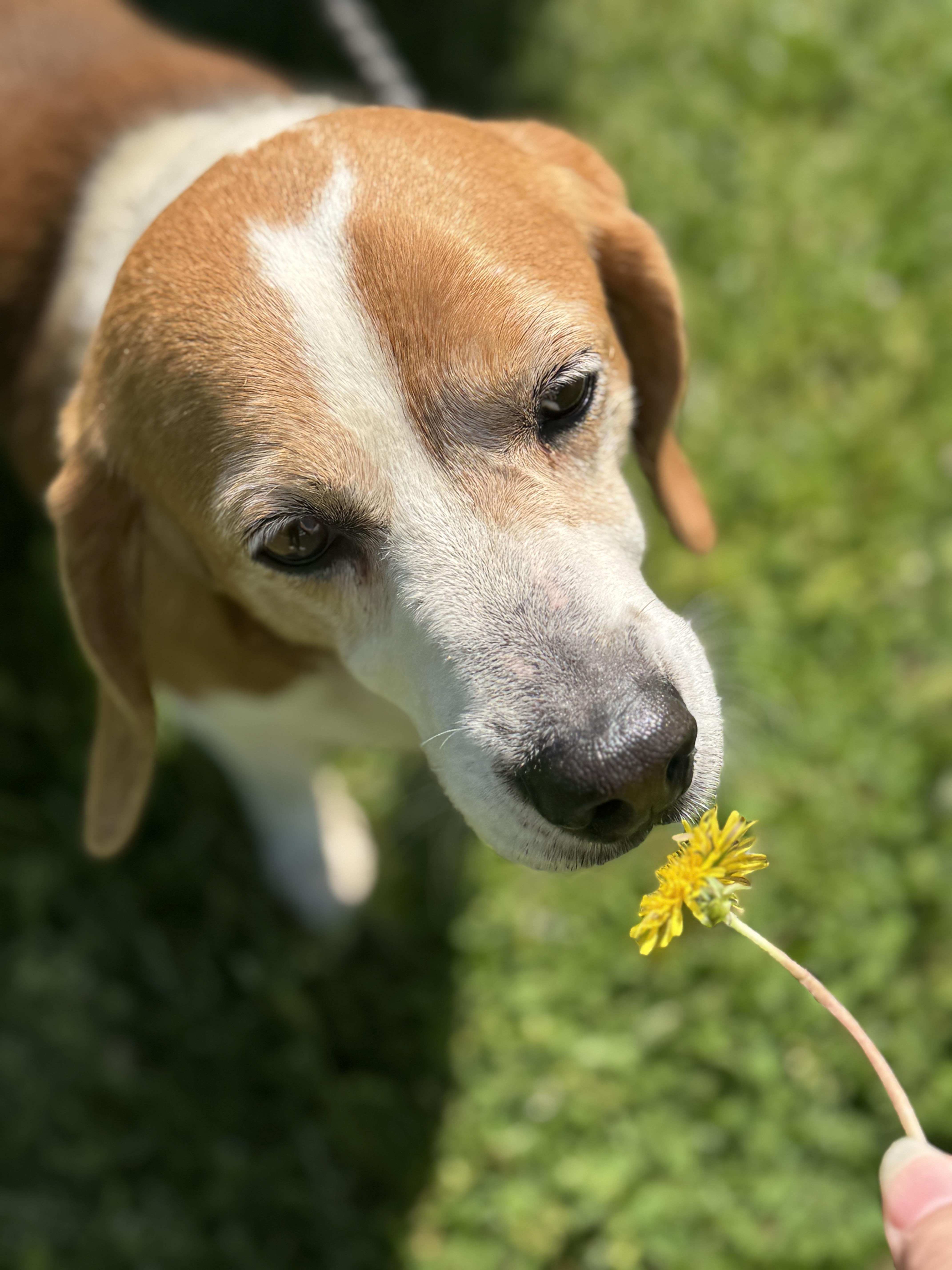 Dog for adoption - George, a Beagle in Richmond, VA | Petfinder