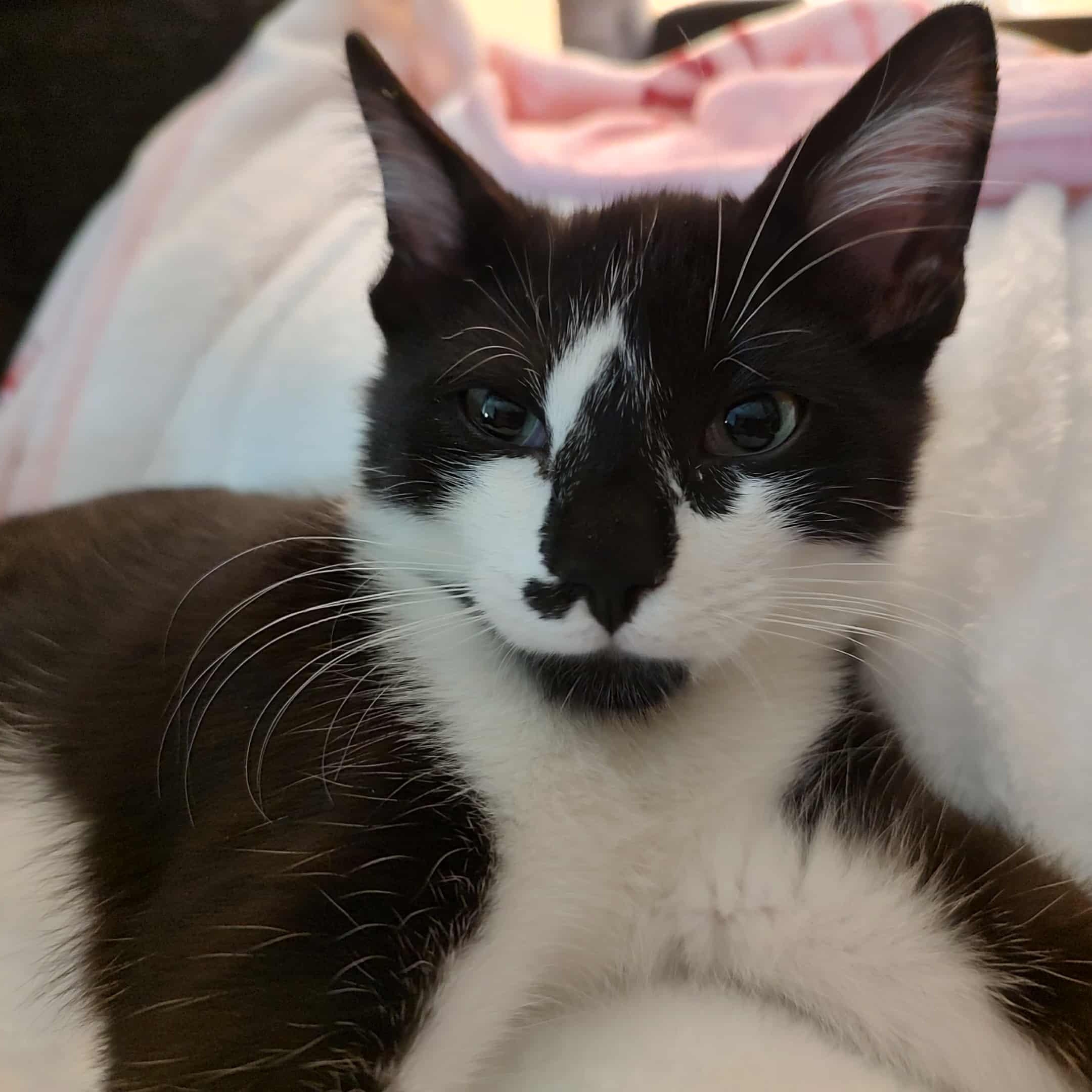 Cat for adoption - Amaya, a Domestic Short Hair in Chandler, AZ | Petfinder