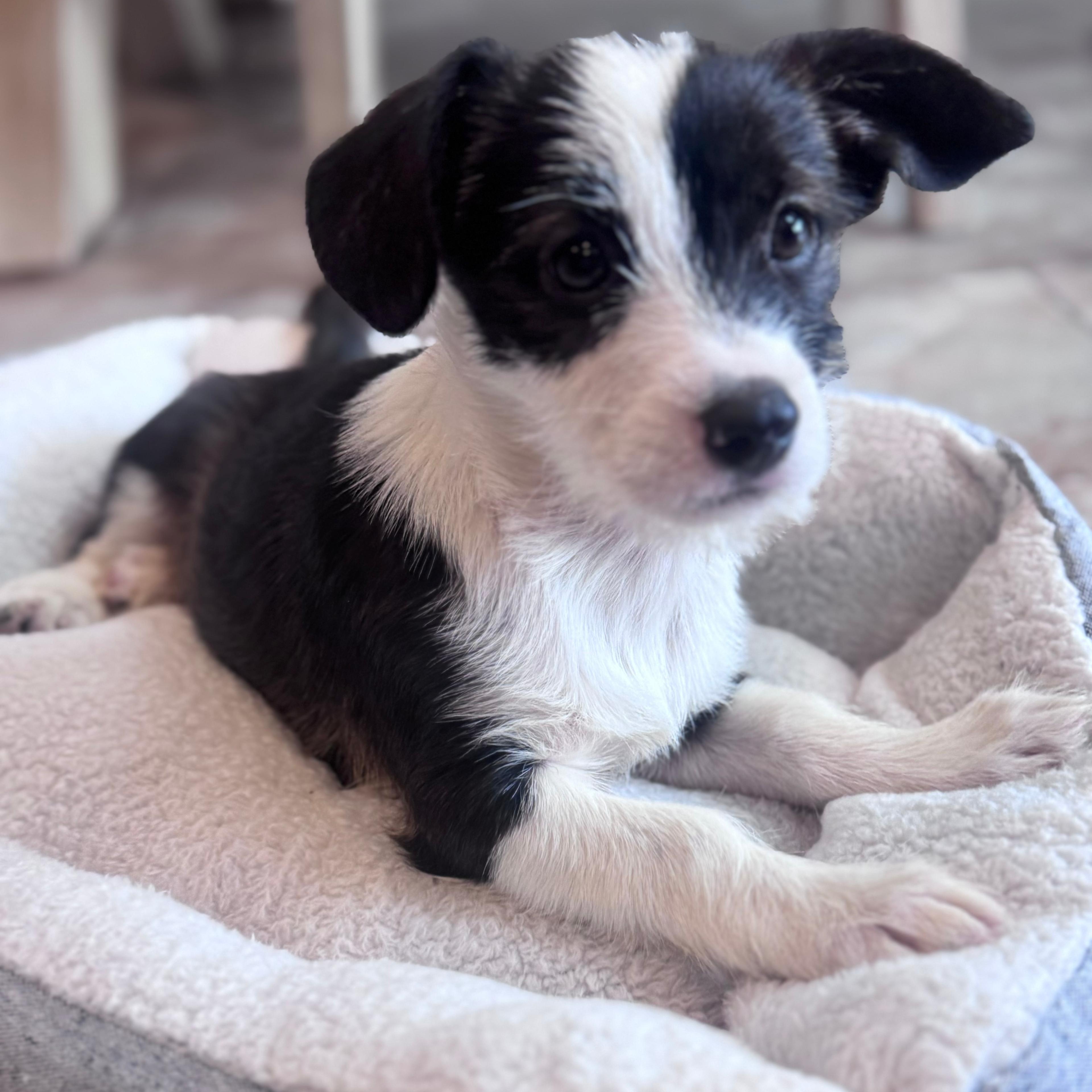 Betty - Adoptable Pet | Petfinder | Petfinder
