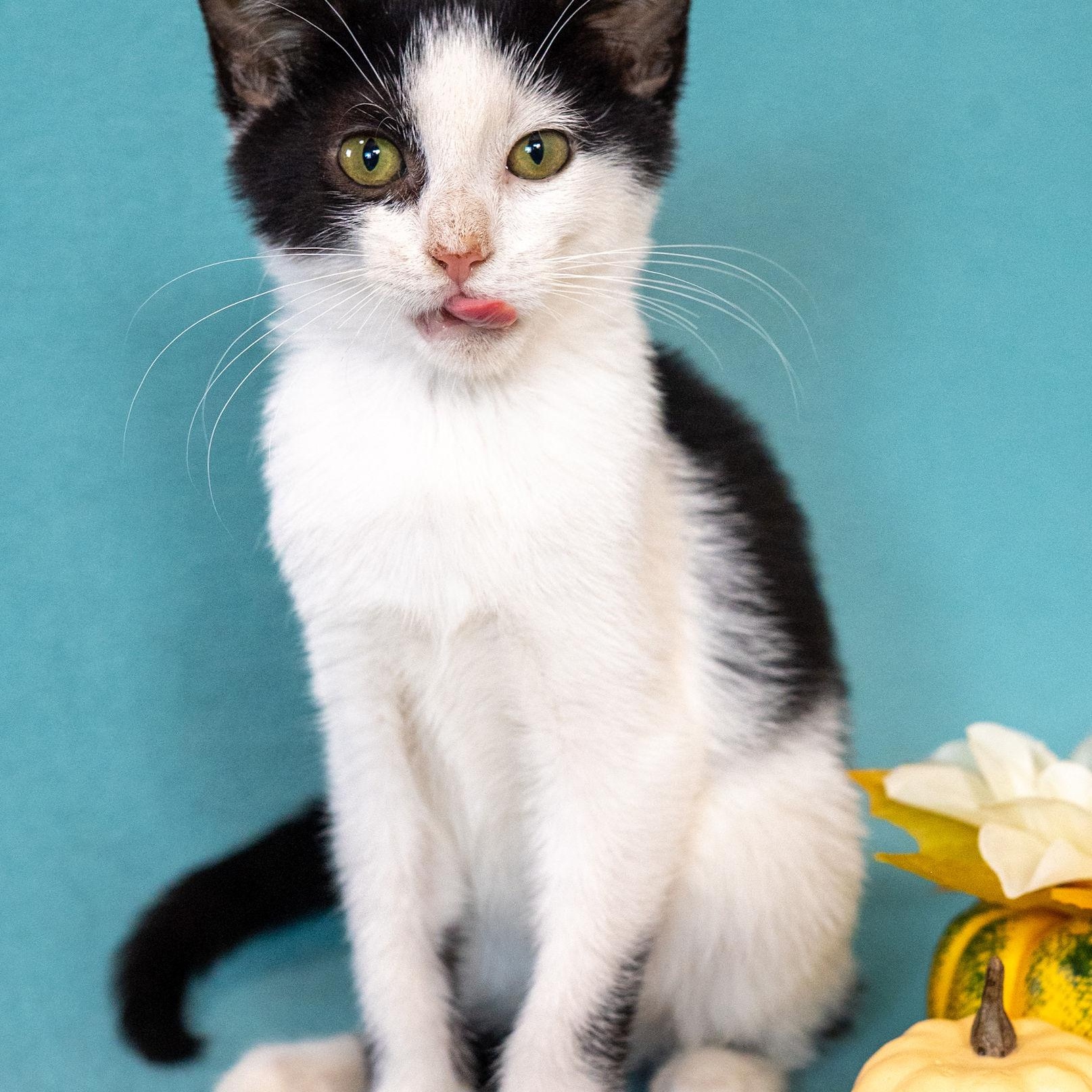 Cat for adoption - Stitch, a Tuxedo & Domestic Short Hair Mix in Mastic ...