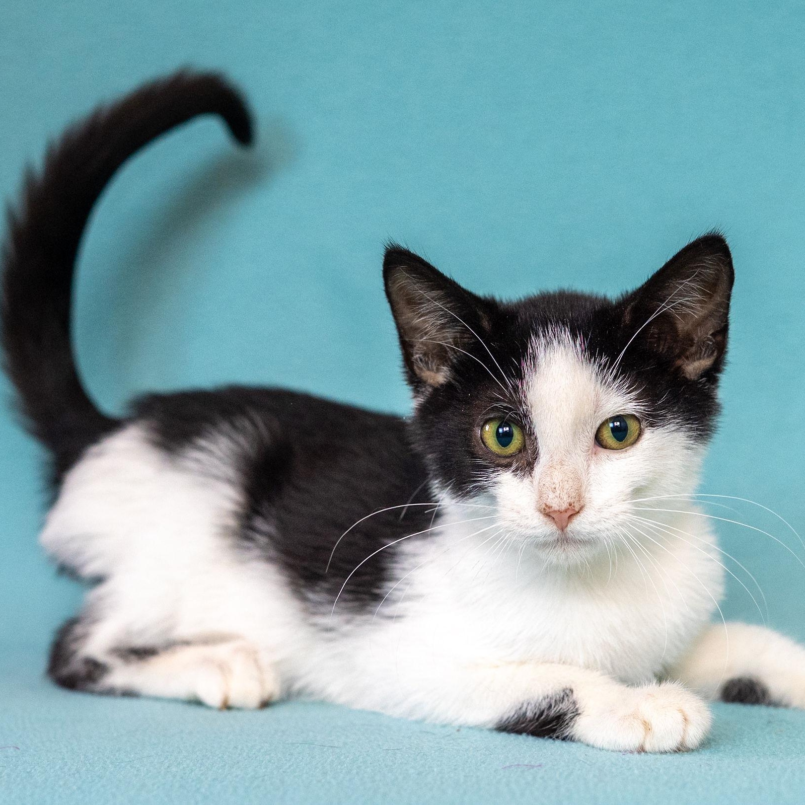 Cat for adoption - Stitch, a Tuxedo & Domestic Short Hair Mix in Mastic ...