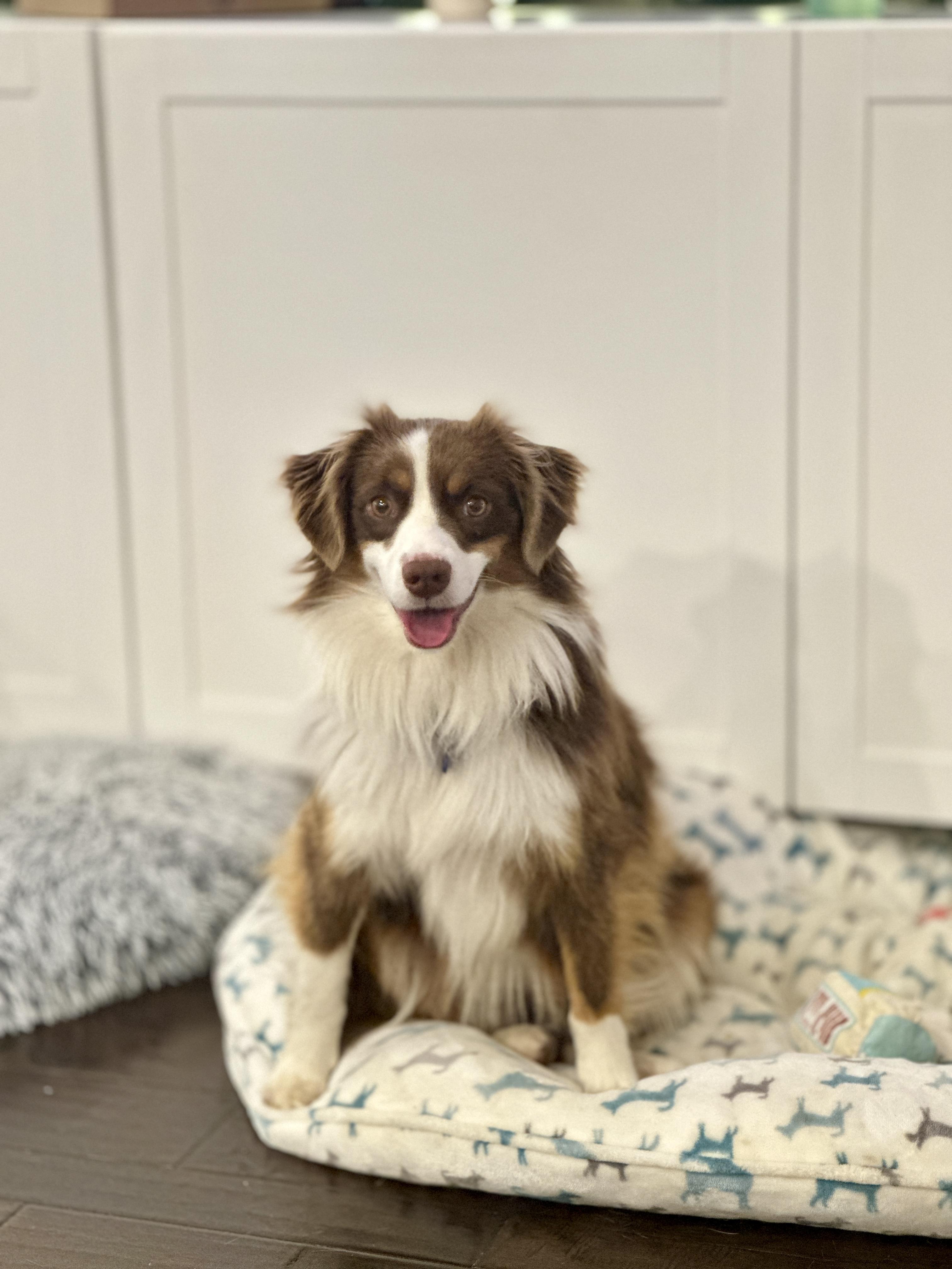 Dog for adoption - Dustin, an Australian Shepherd Mix in Boise, ID ...