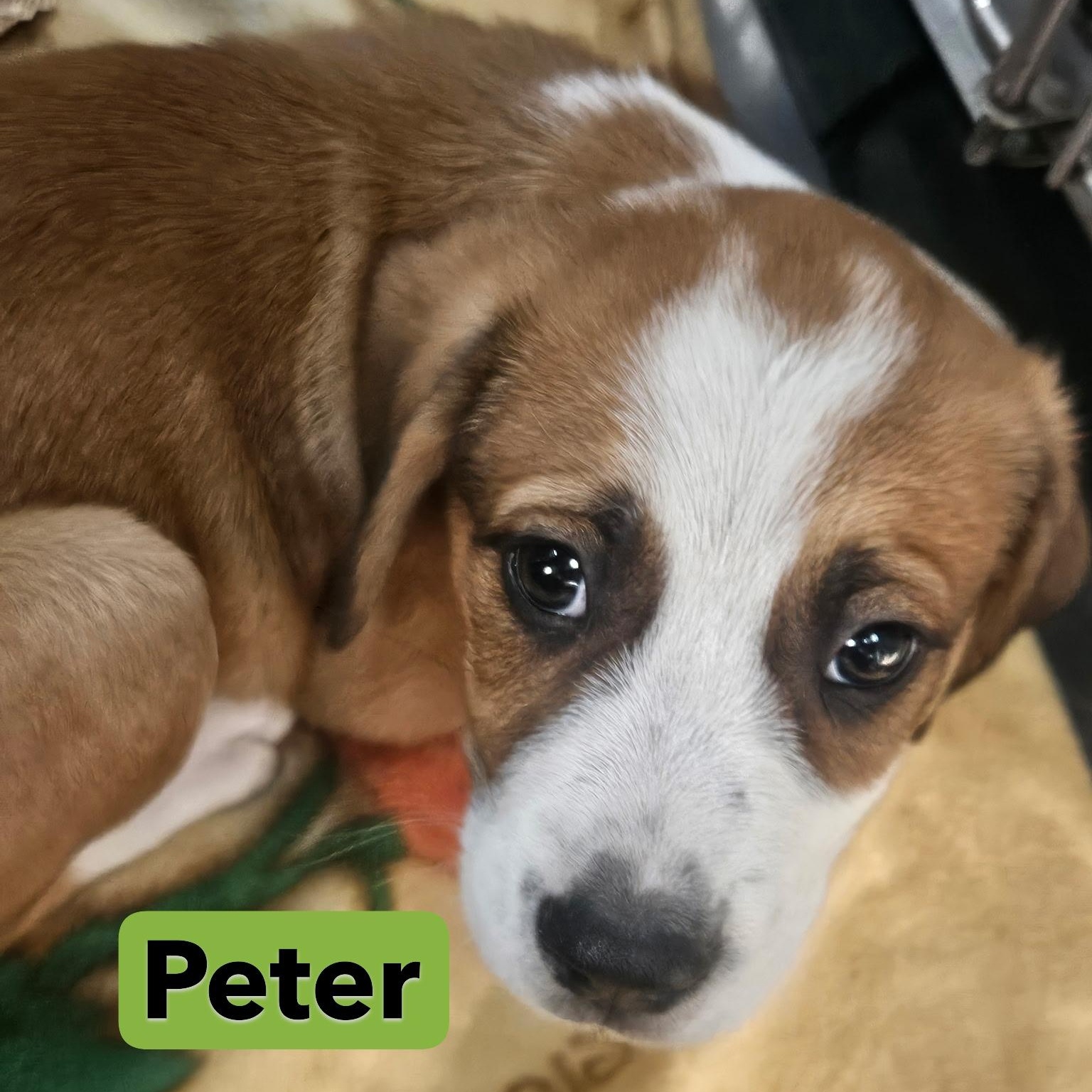 Dog for adoption - **LITTER ALERT** - The Stray Kids on the "P" Puppy ...